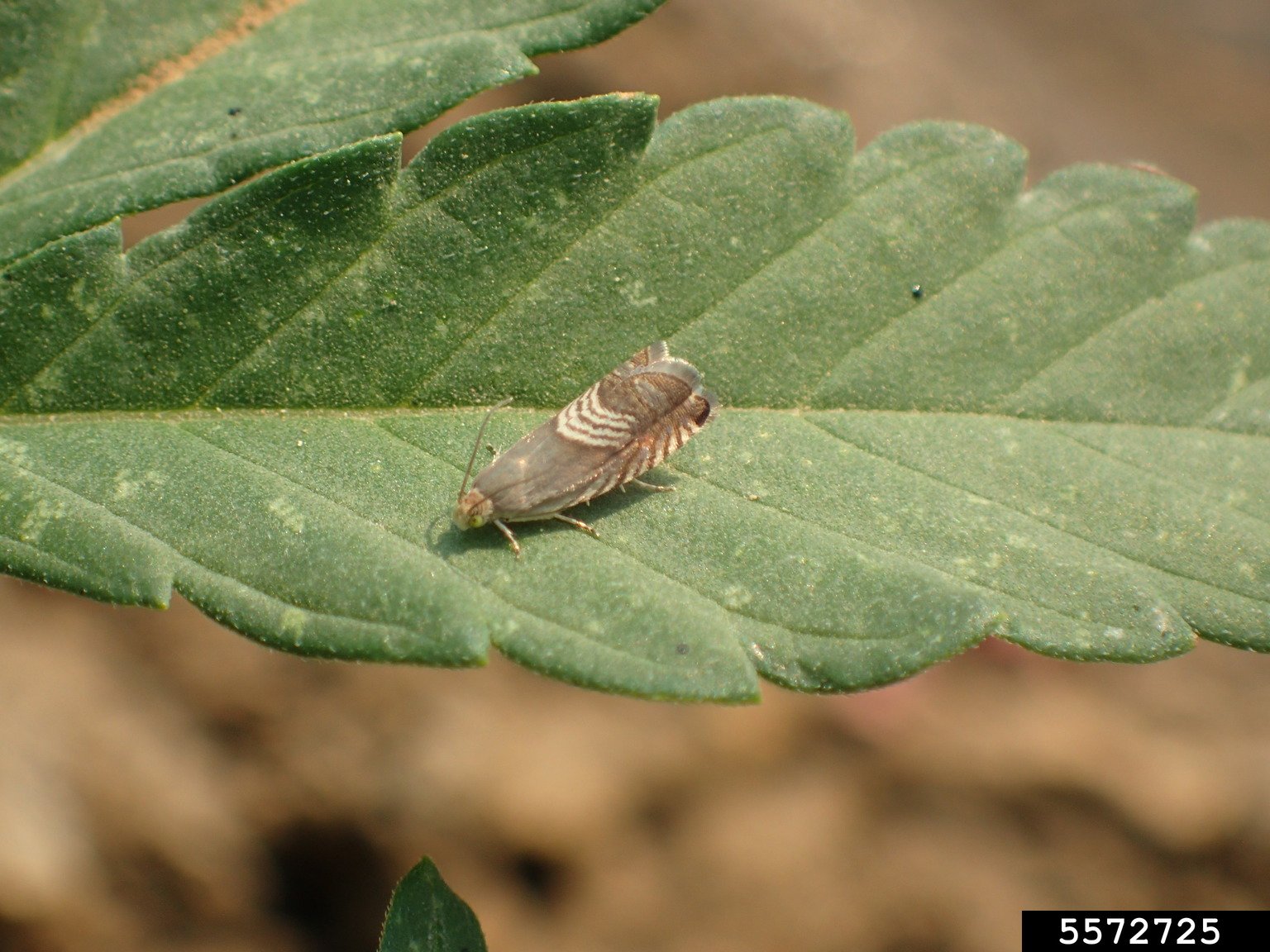 Eurasian hemp borer (Grapholita delineana)