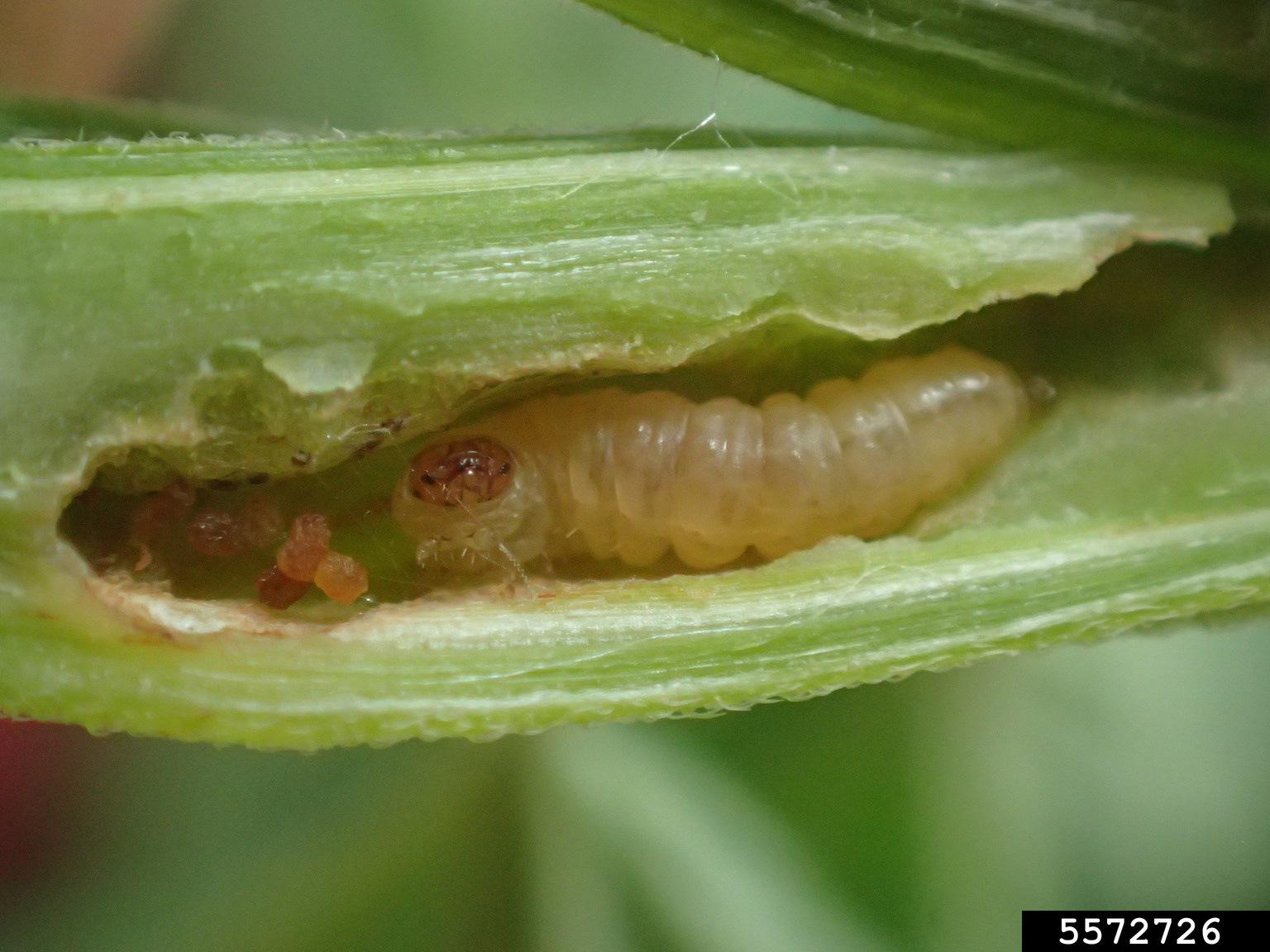 Eurasian hemp borer (Grapholita delineana (Walker))