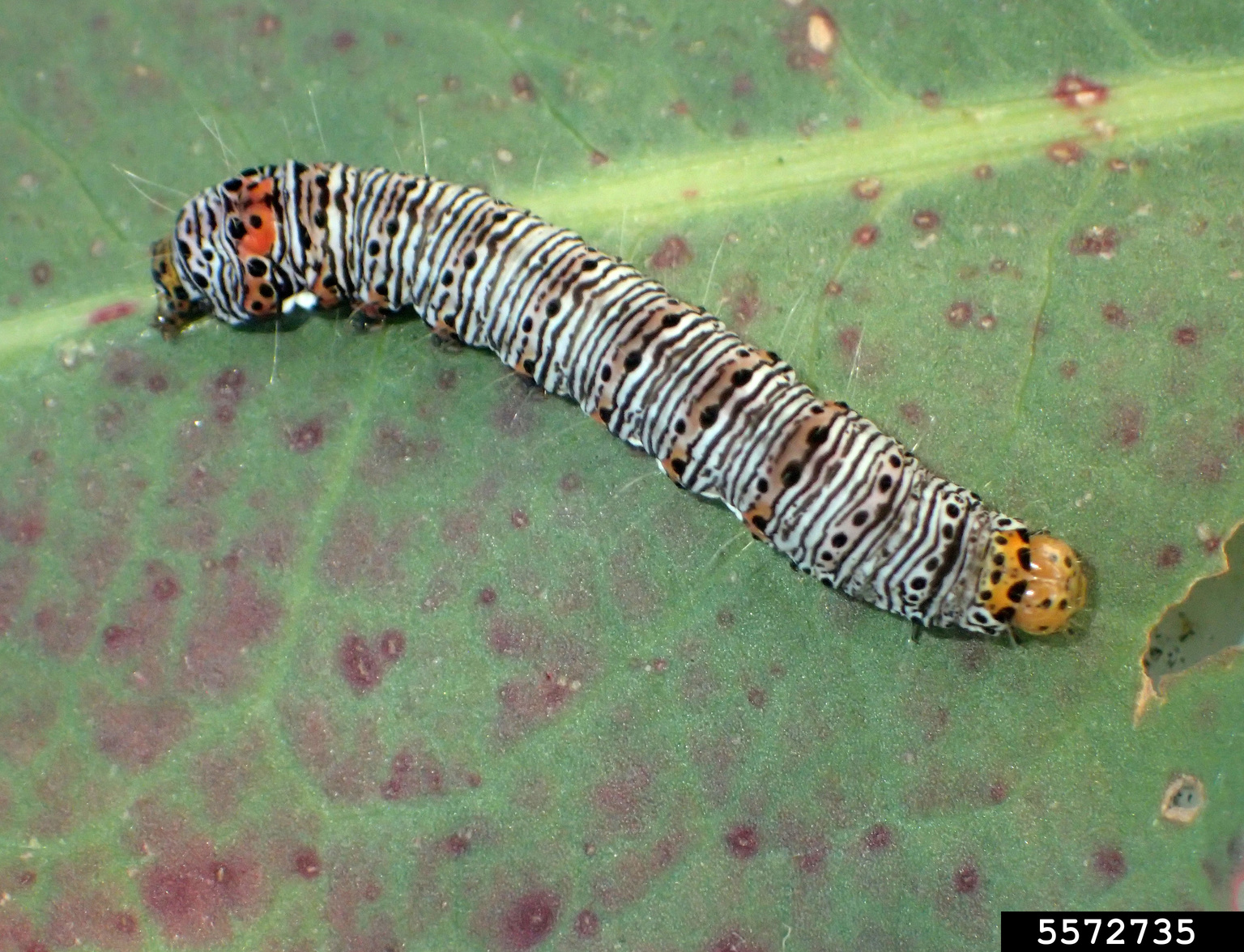 eightspotted forester (Alypia octomaculata (Fabricius))