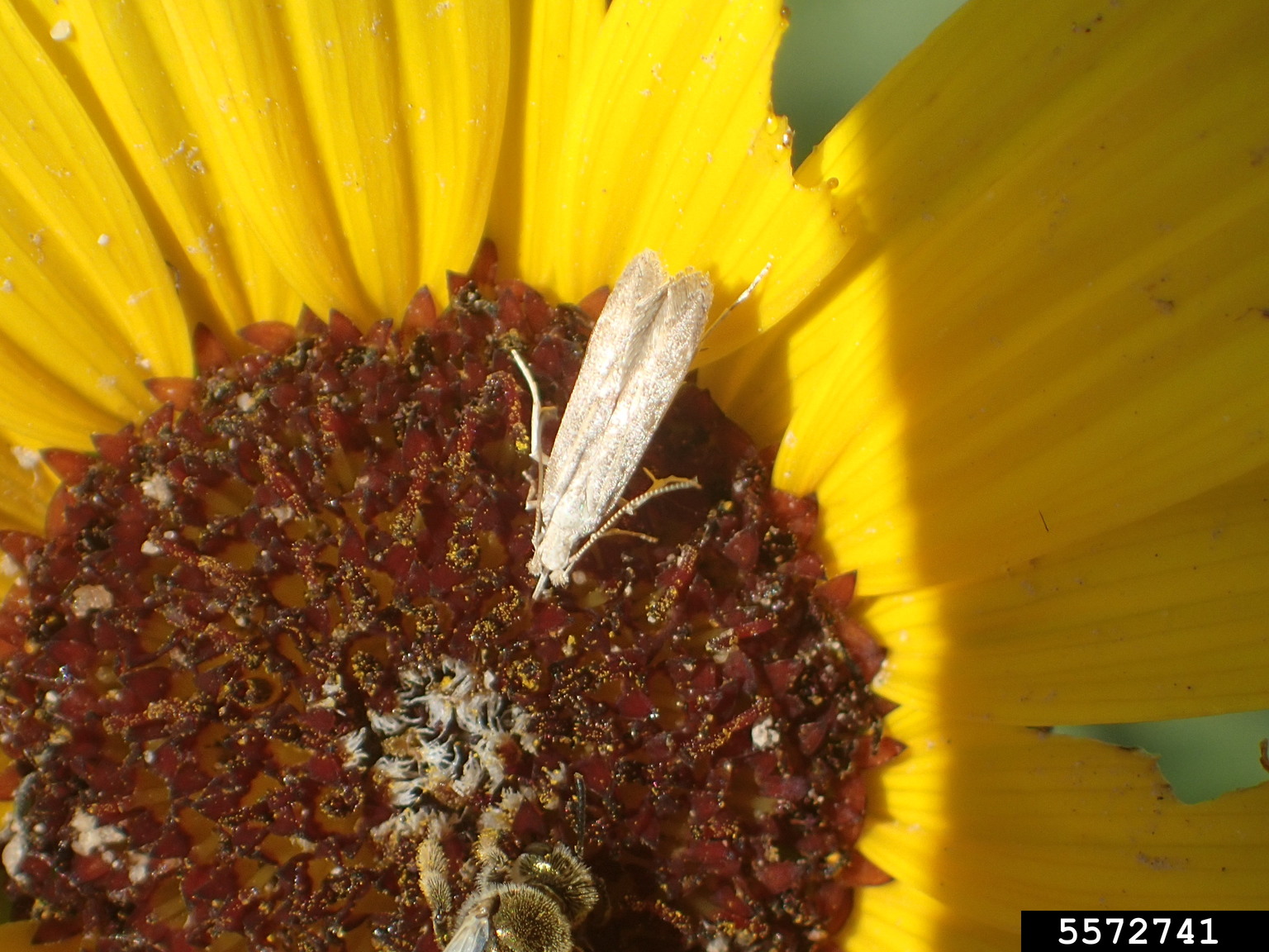 sunflower moth (Homoeosoma electellum ) on sunflower (Helianthus spp ...