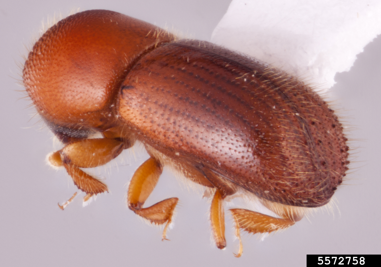 ambrosia beetle (Cyclorhipidion distinguendum (Eggers))