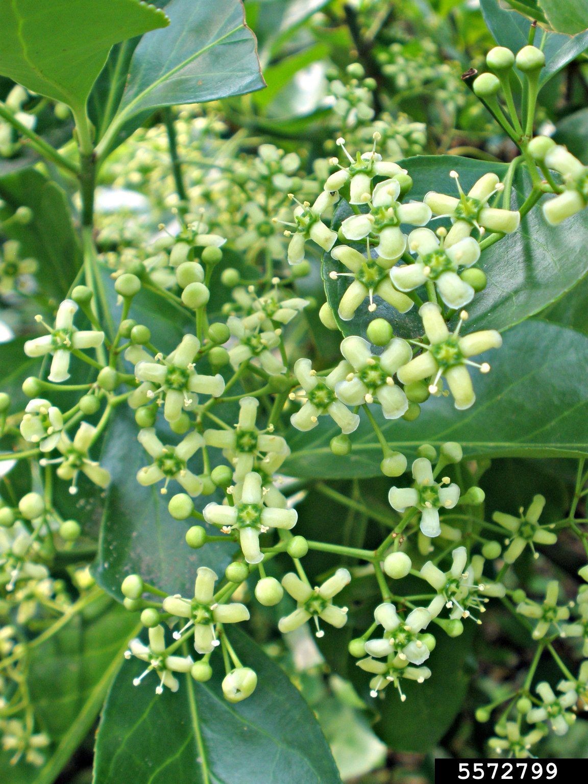 winter creeper (Euonymus fortunei (Turcz.) Hand.-Maz.)