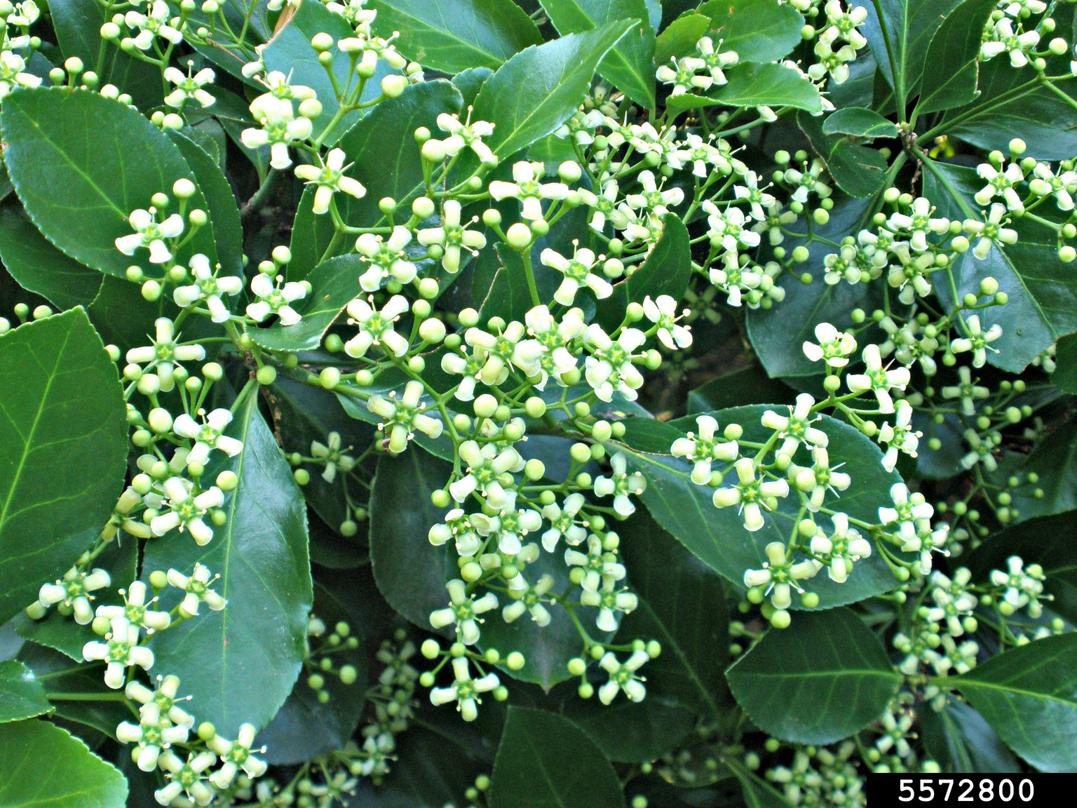 winter creeper (Euonymus fortunei)