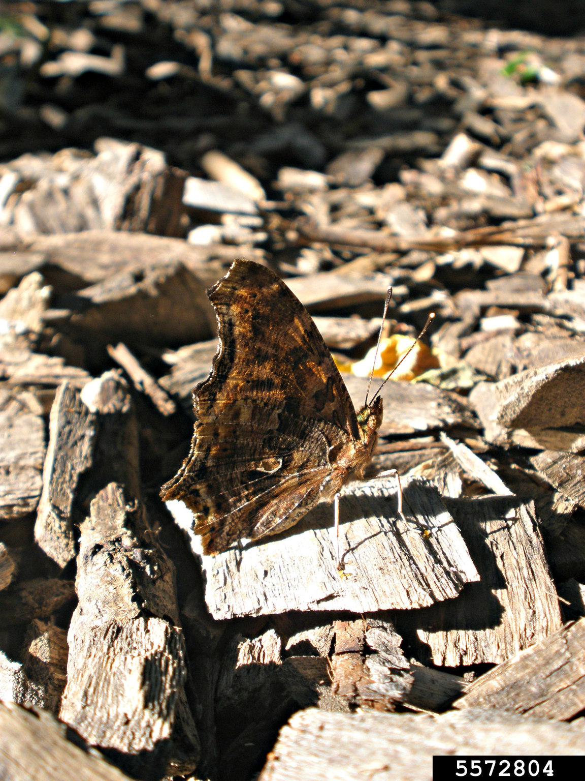 Eastern comma (Polygonia comma (Harris))