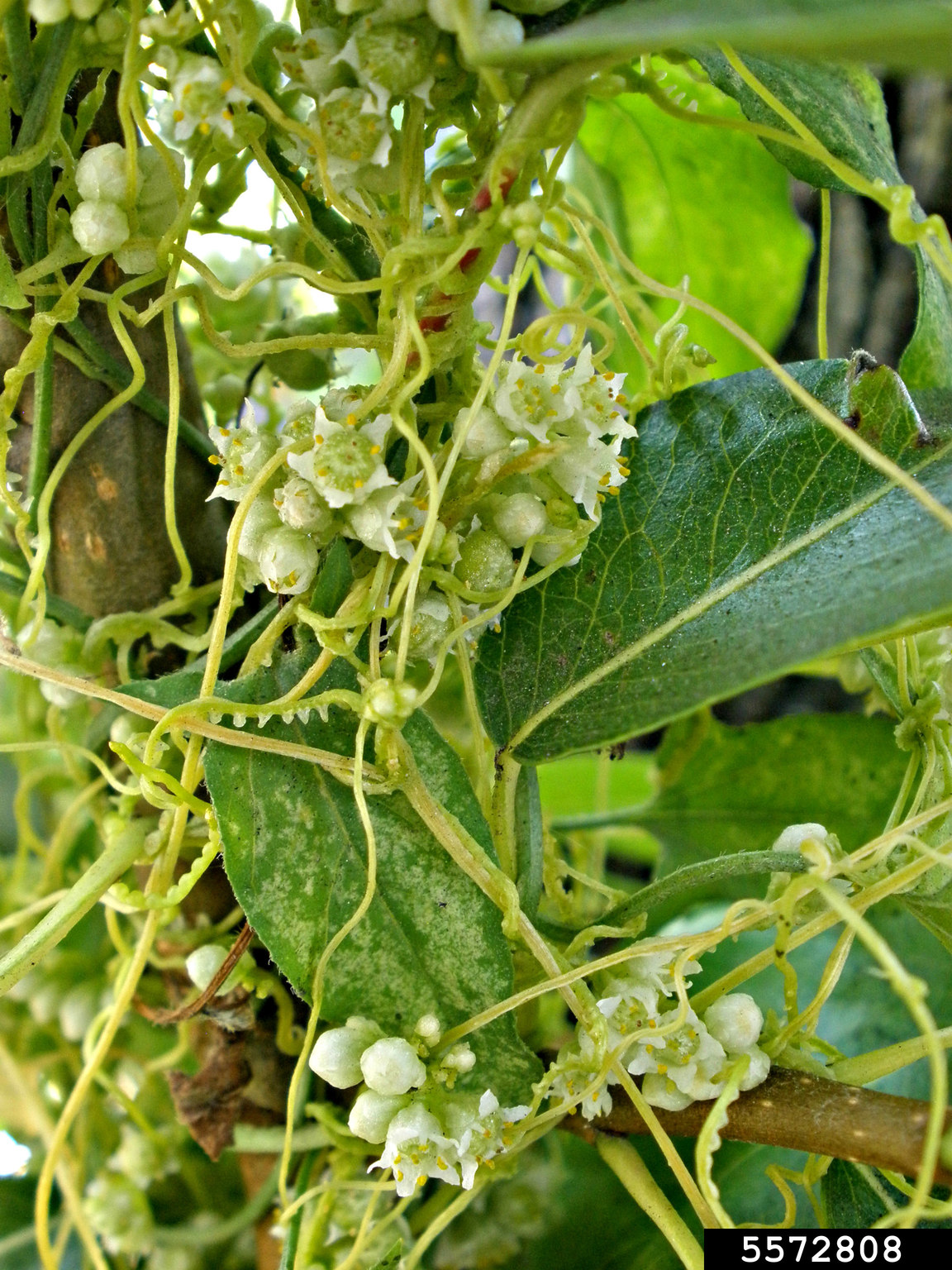 field dodder (Cuscuta pentagona Engelm)