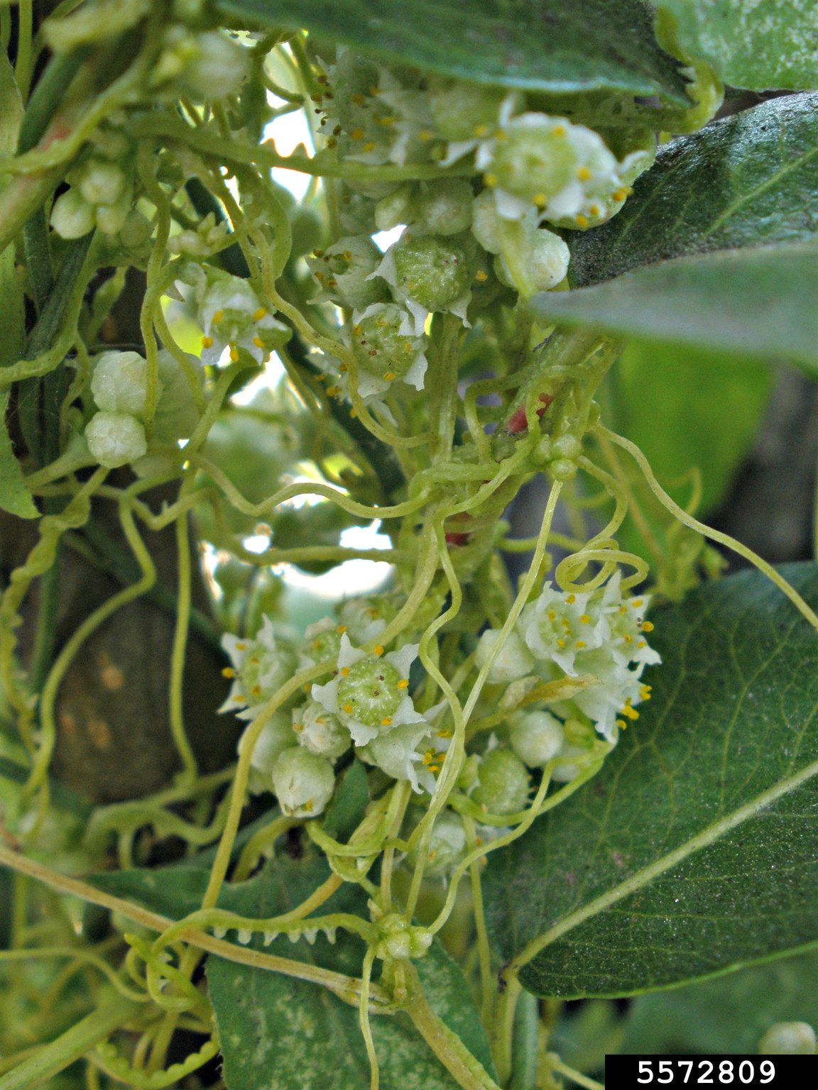 field dodder (Cuscuta pentagona)