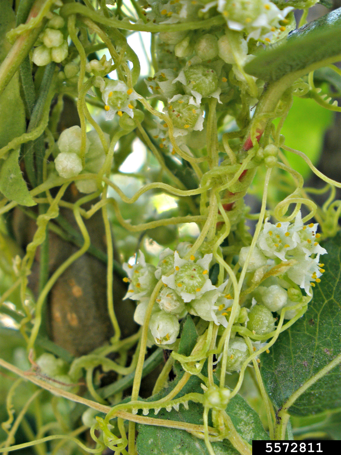 field dodder (Cuscuta pentagona)