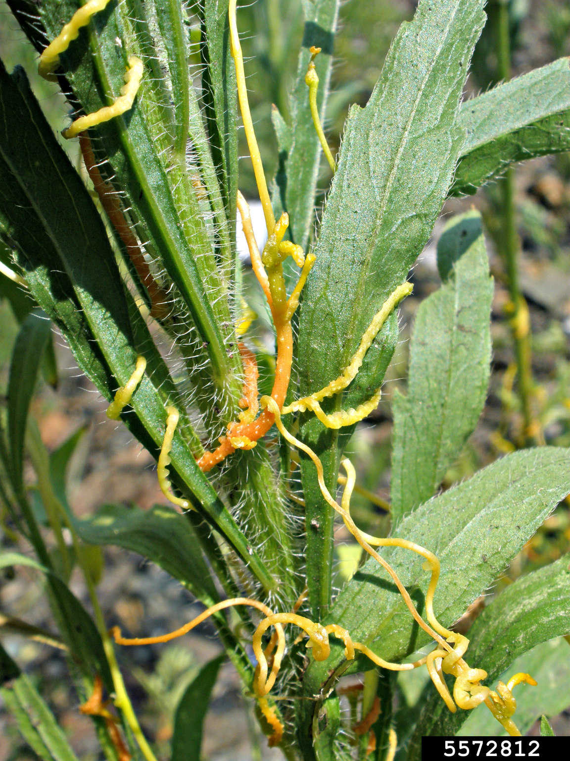 field dodder (Cuscuta pentagona)