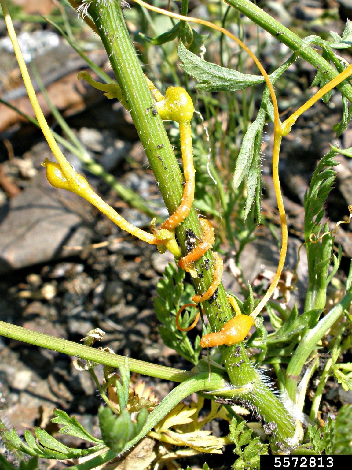 dodder (Genus Cuscuta L.)