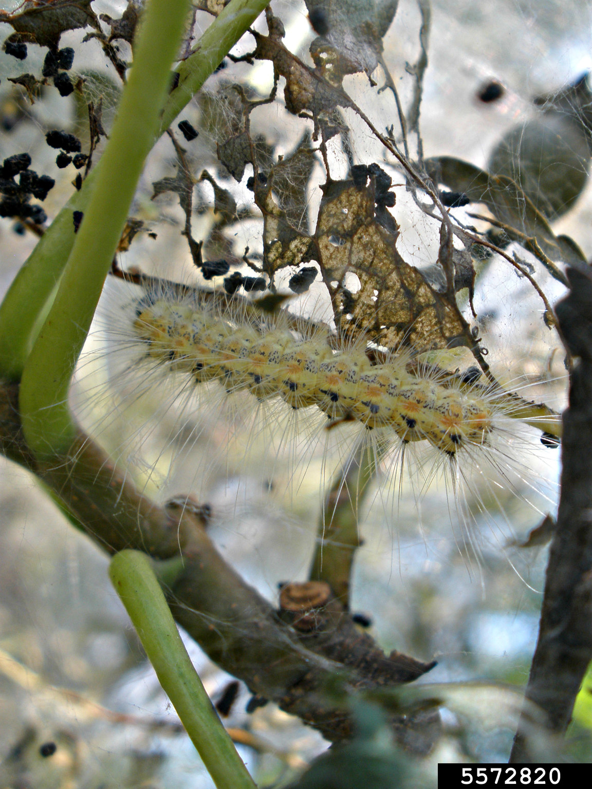fall webworm (Hyphantria cunea (Drury, 1773))