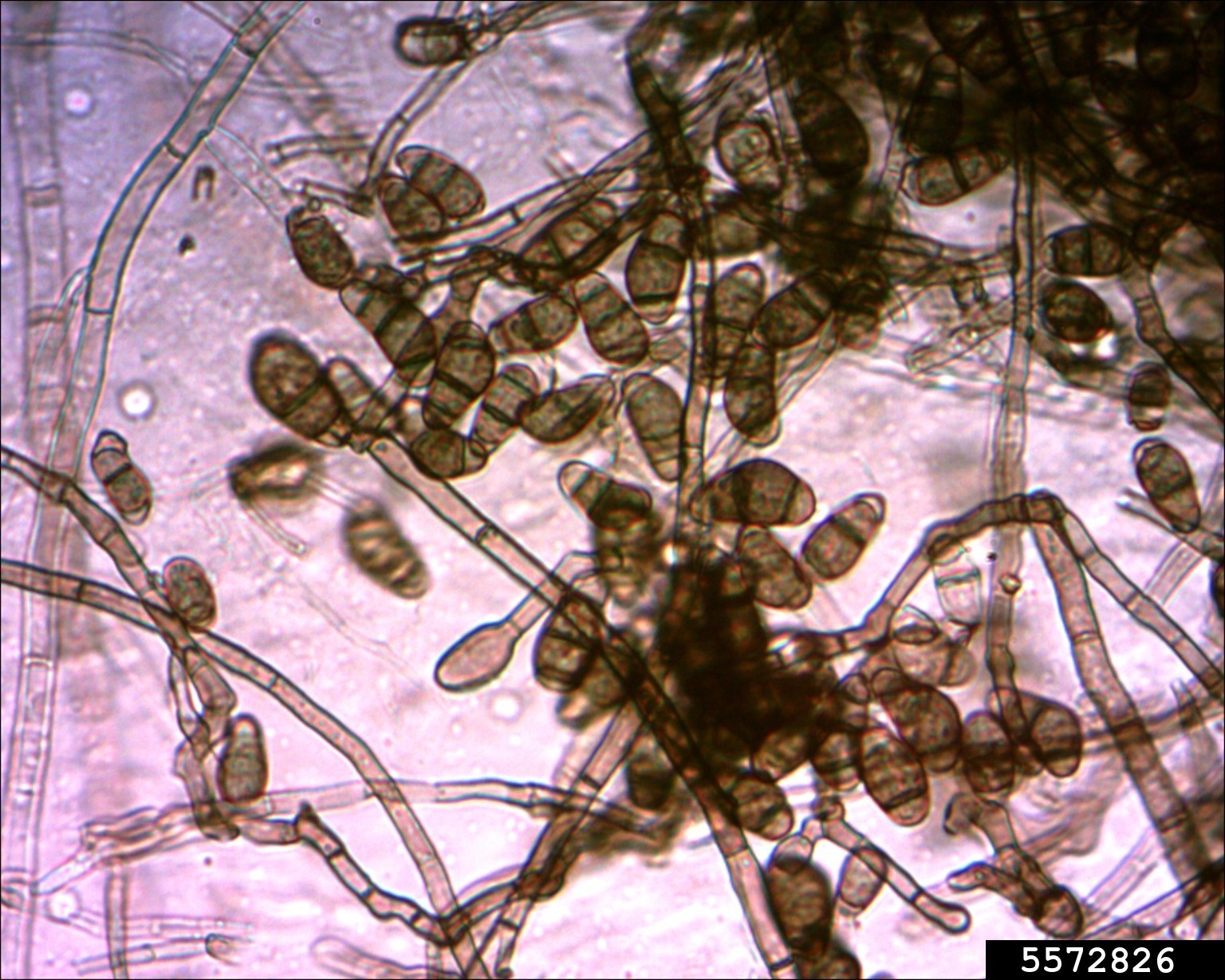 Cochliobolus leaf spot / black kernel (Cochliobolus lunatus)