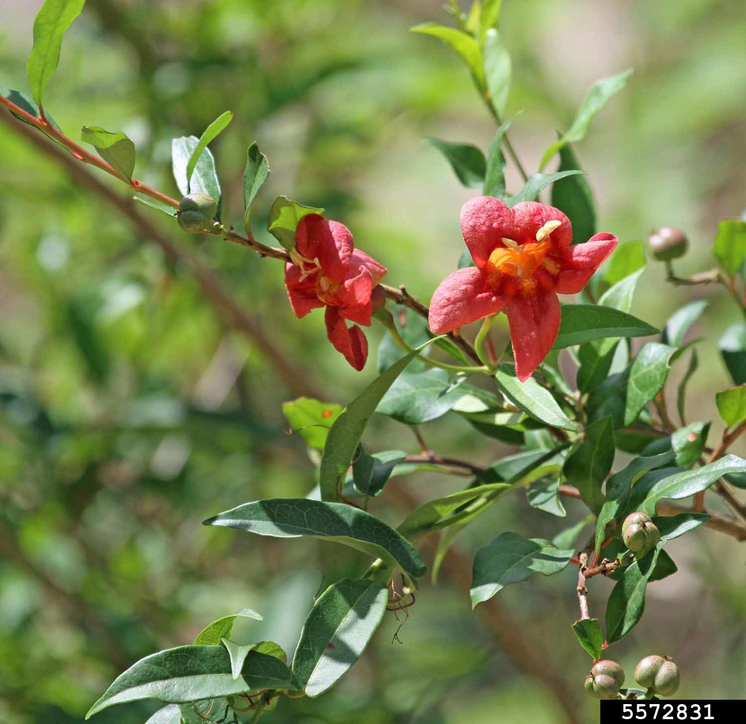 crossvine (Bignonia capreolata)