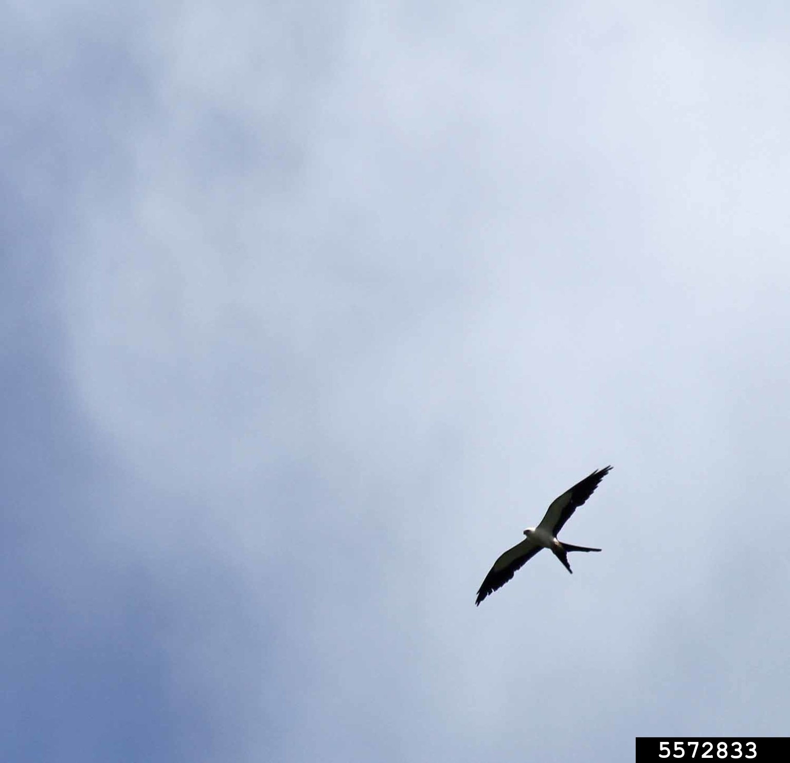 American swallow-tailed kite (Elanoides forficatus)