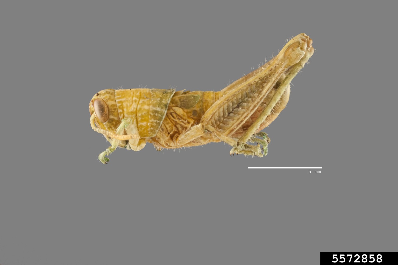 Fuzzy olive-green grasshopper (Campylacantha olivacea)