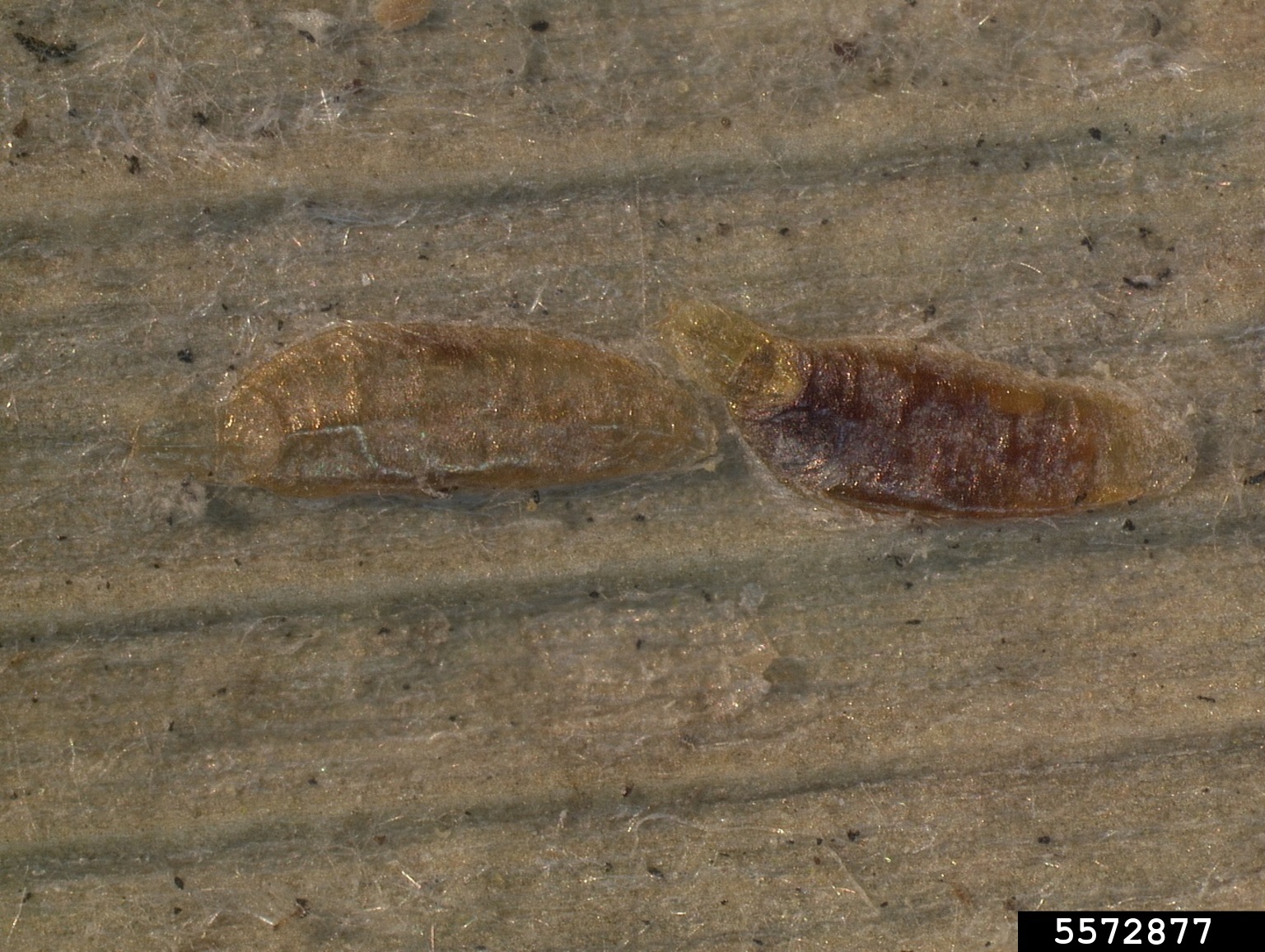 Phantasma Scale (Fiorinia phantasma Cockerell & Robinson, 1915)