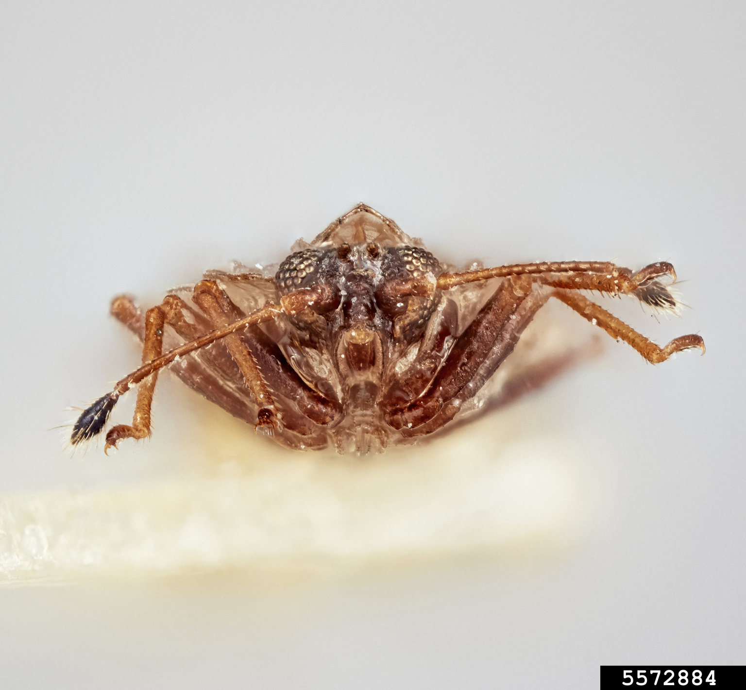 Lace bug (Acalypta parvula (Fallen))