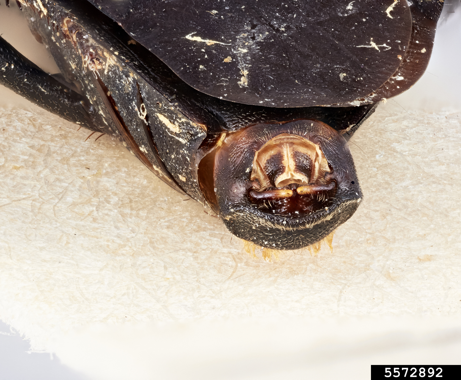 Dirt-colored seed bug (Aellopus atratus (Goeze))