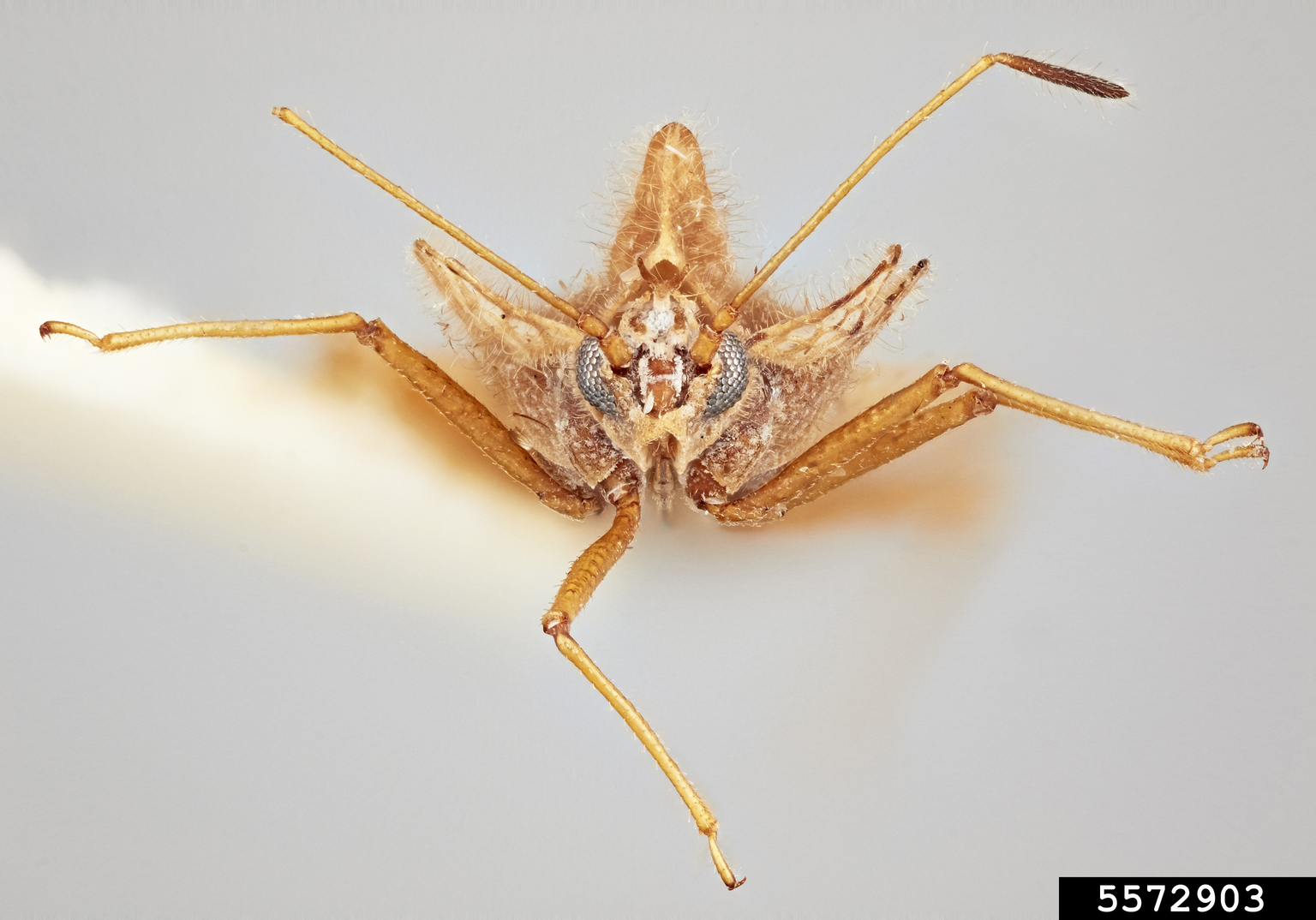Lace bug (Belenus dentatus (Fieber))