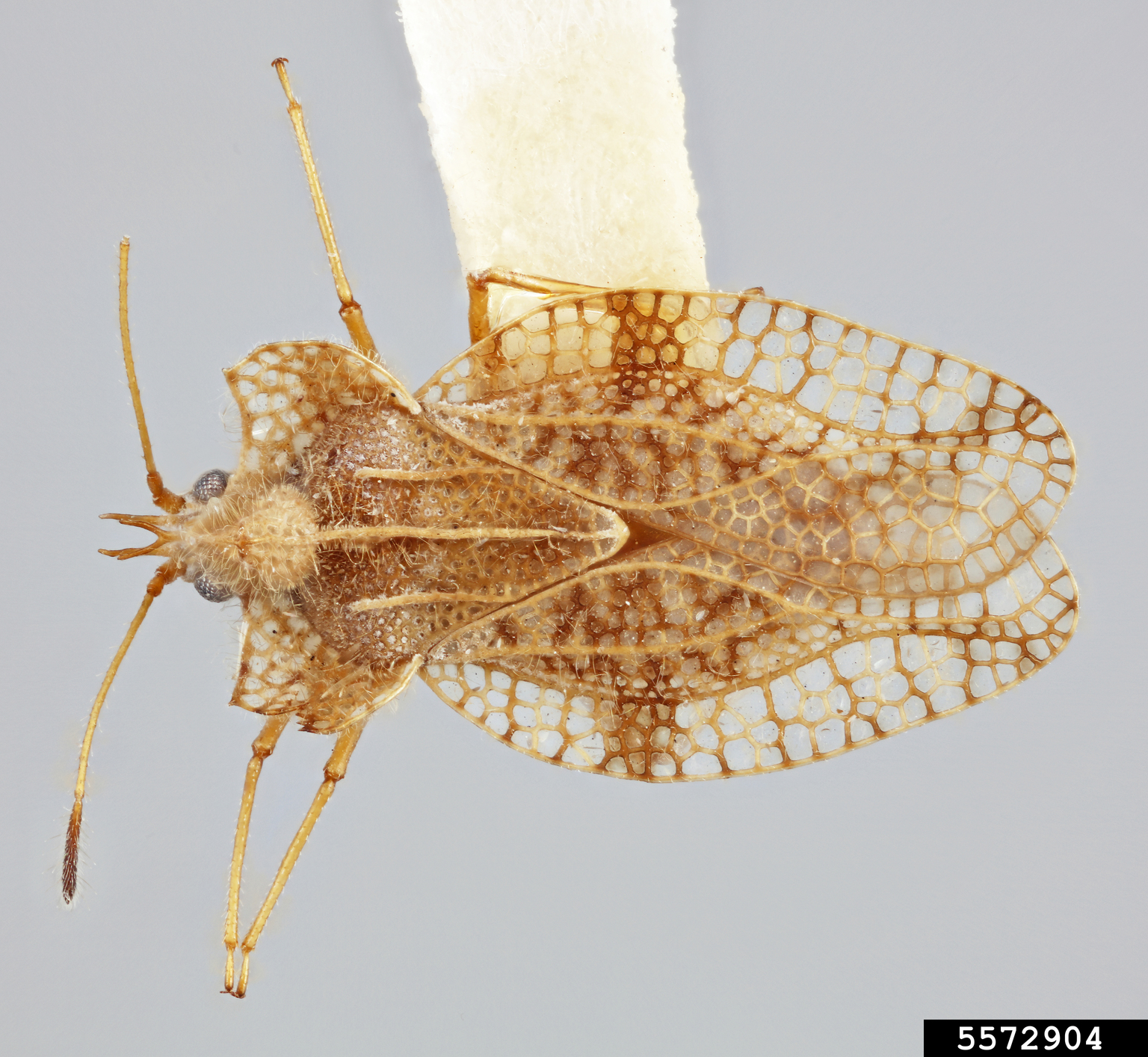 Lace bug (Belenus dentatus (Fieber))