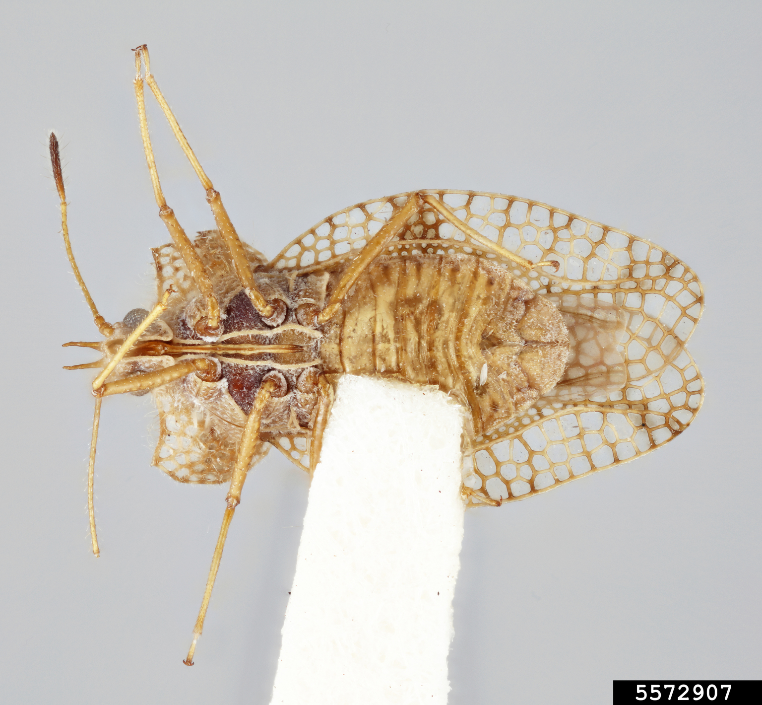 Lace bug (Belenus dentatus)