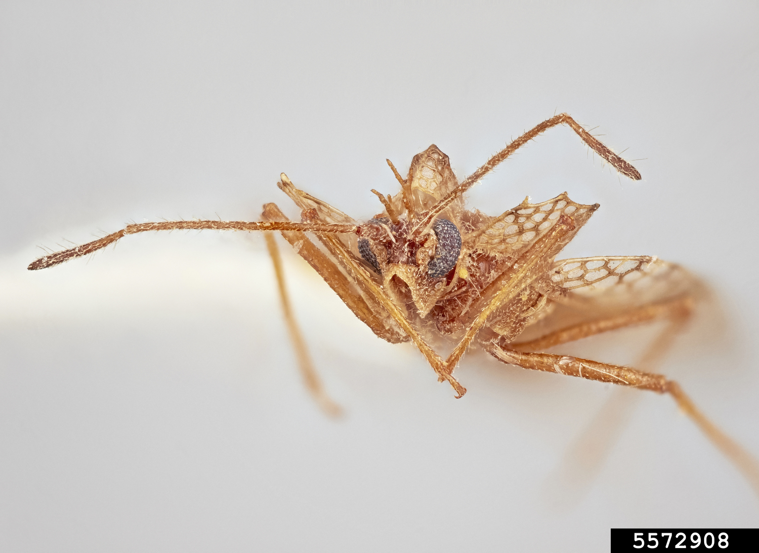 Lace bug (Belenus dentatus (Fieber))