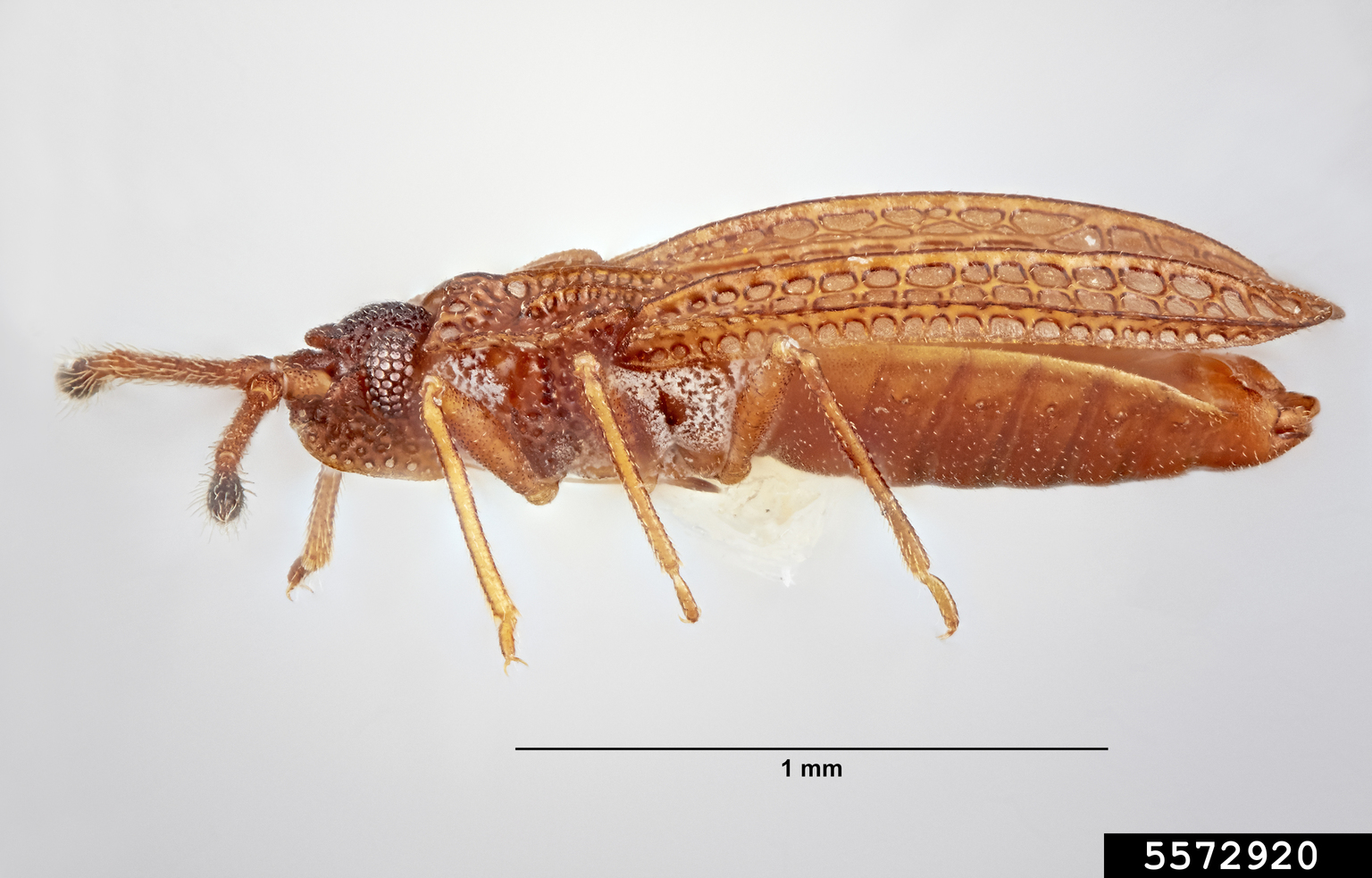 Lace bug (Campylosteira verna (Fallen))