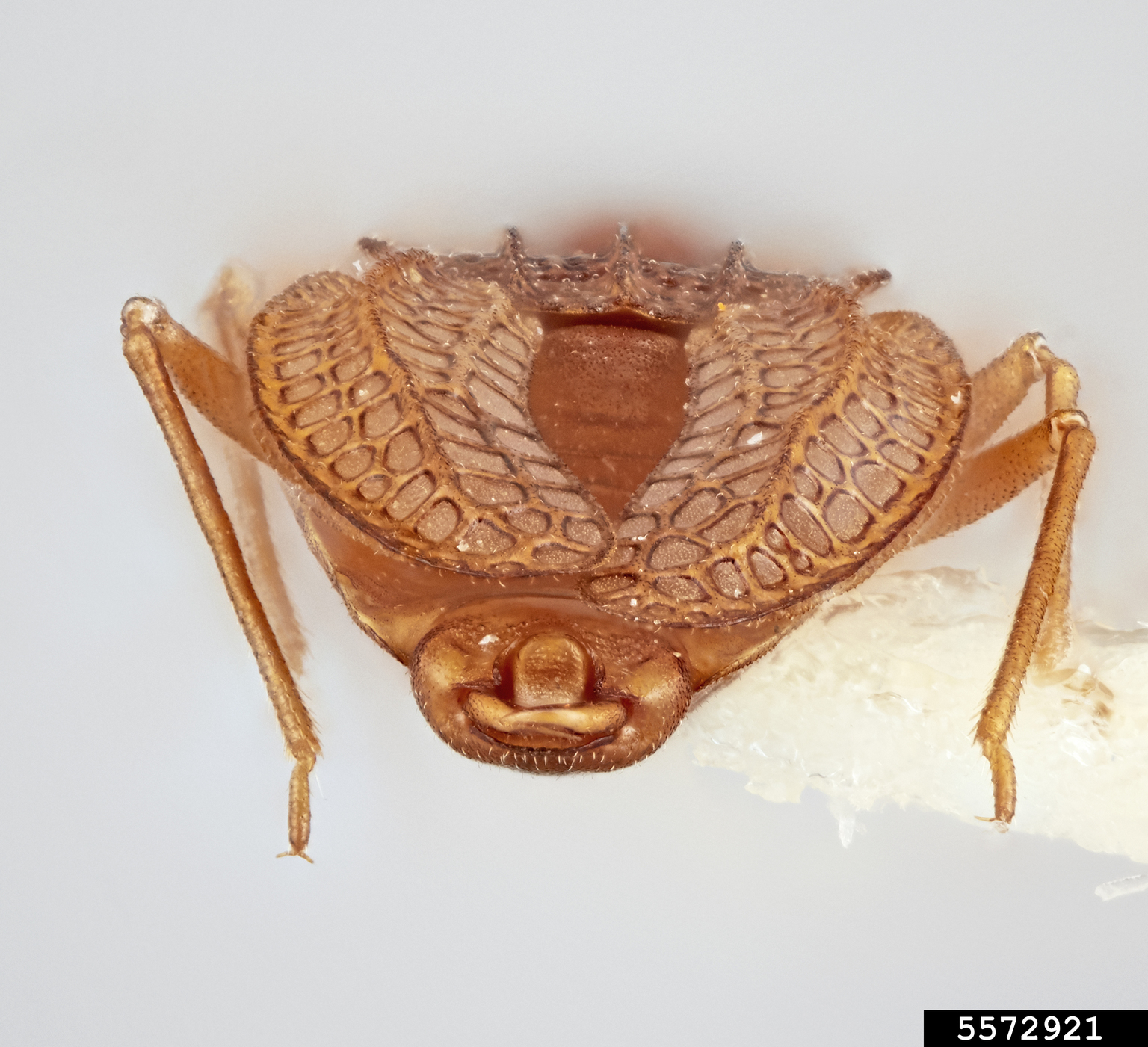Lace bug (Campylosteira verna (Fallen))
