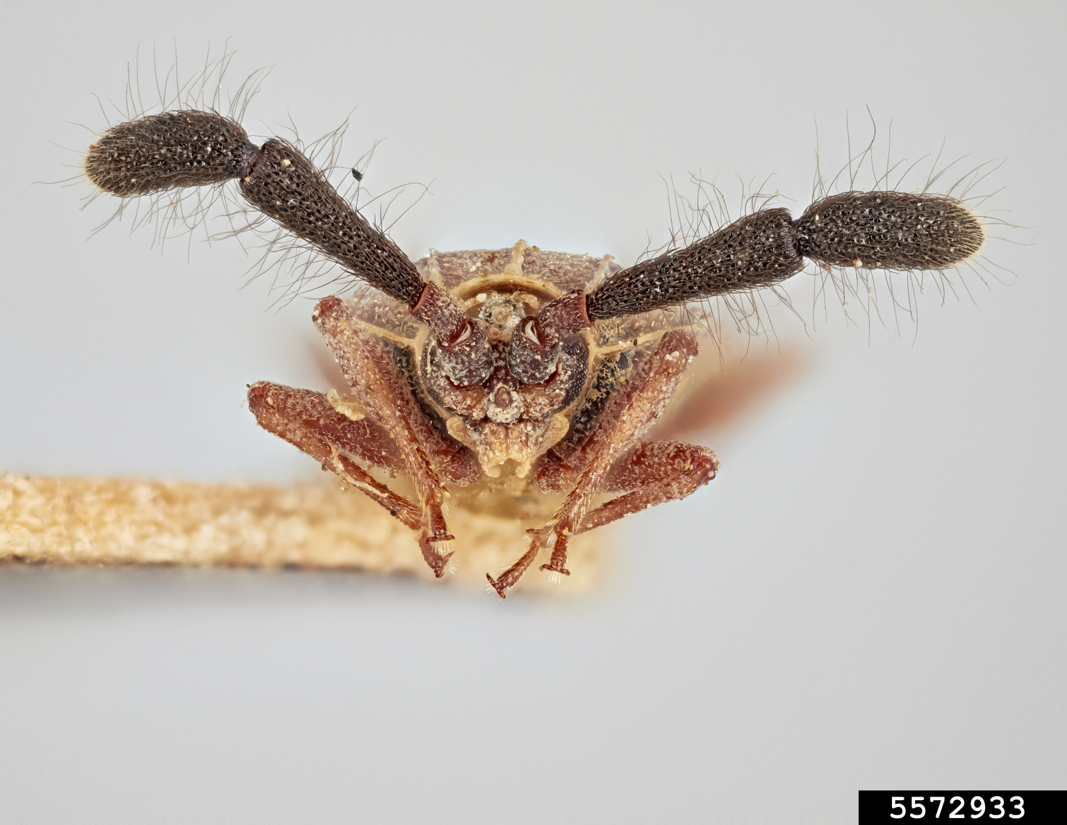 Lace bug (Copium clavicorne (Linnaeus))