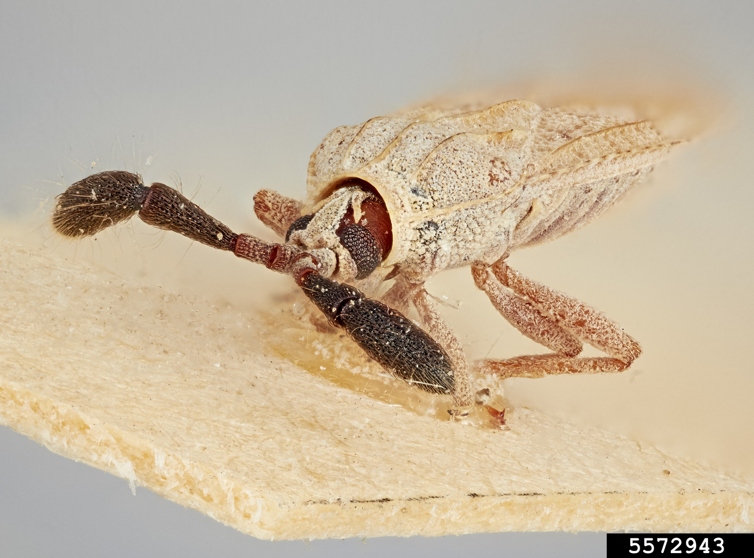Lace bug (Copium teucrii (Host))