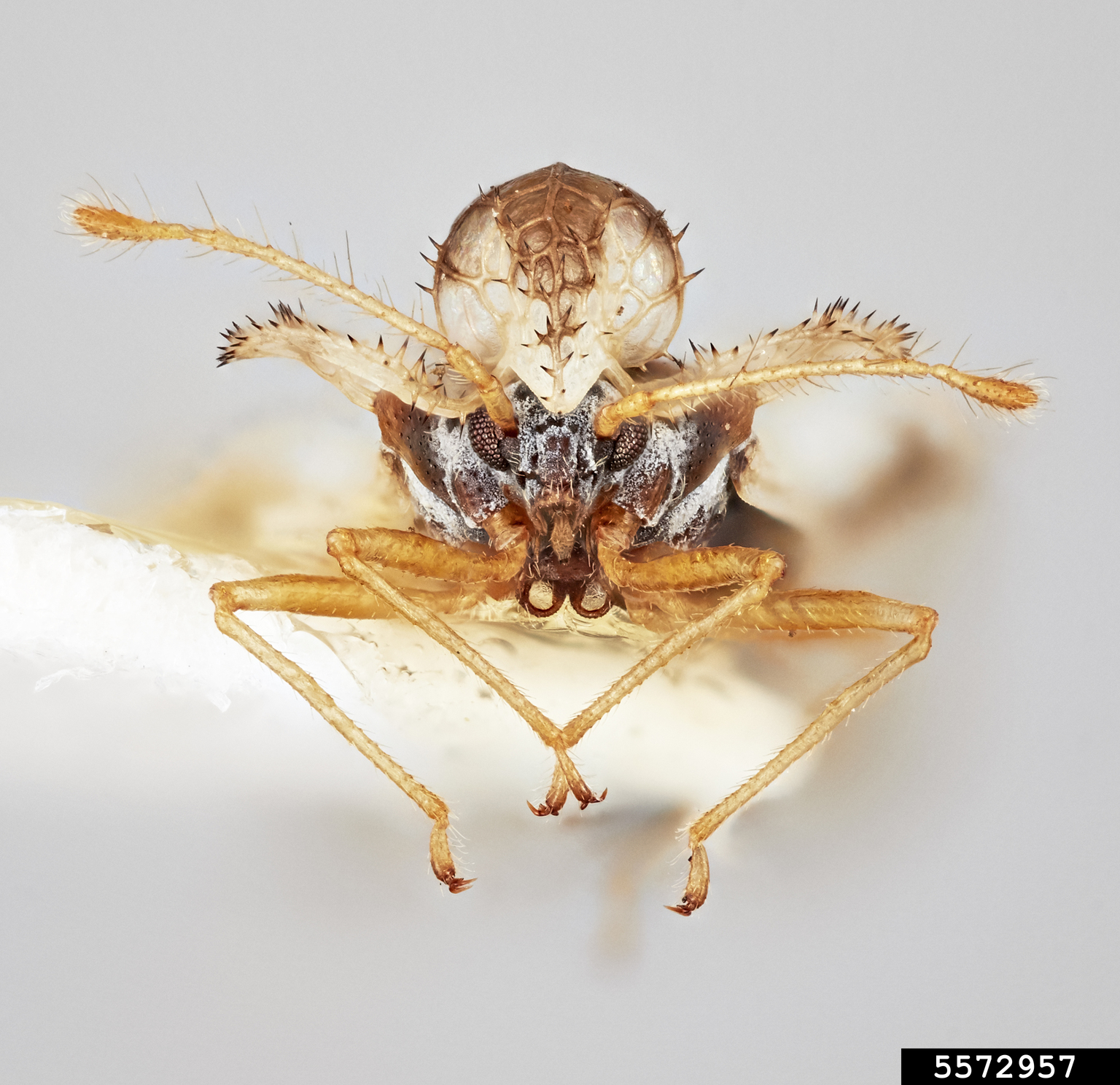 Lace bug (Corythucha mcelfreshi)