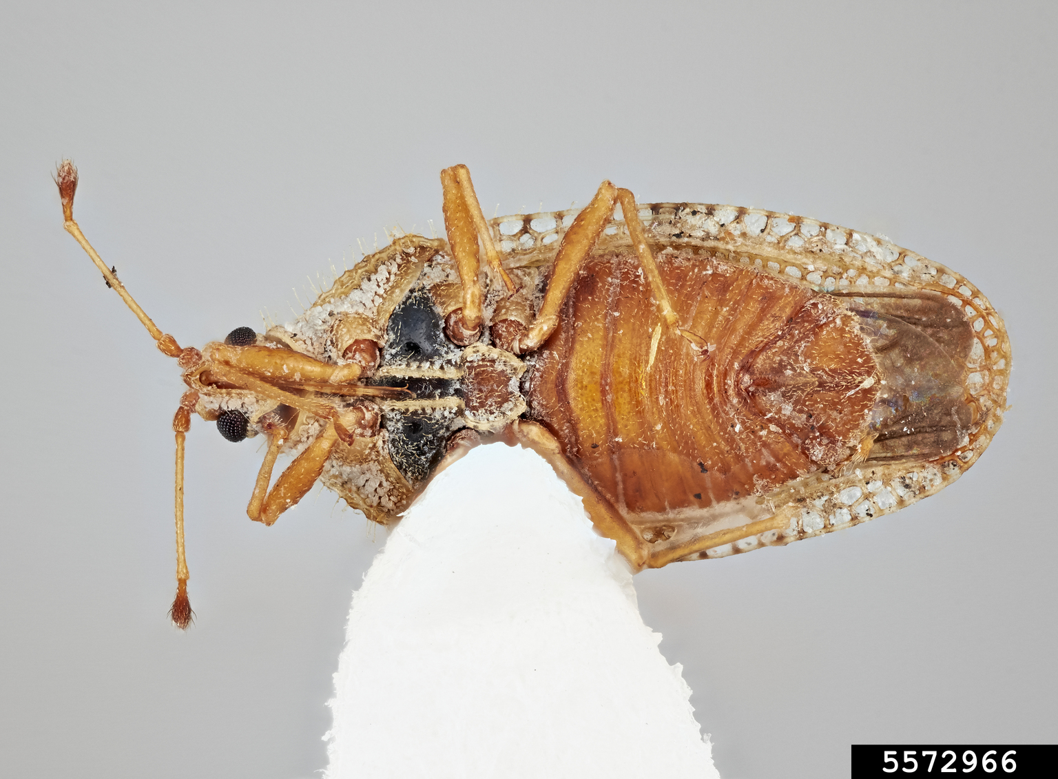 Lace bug (Cysteochila seydeli Schoutenden)