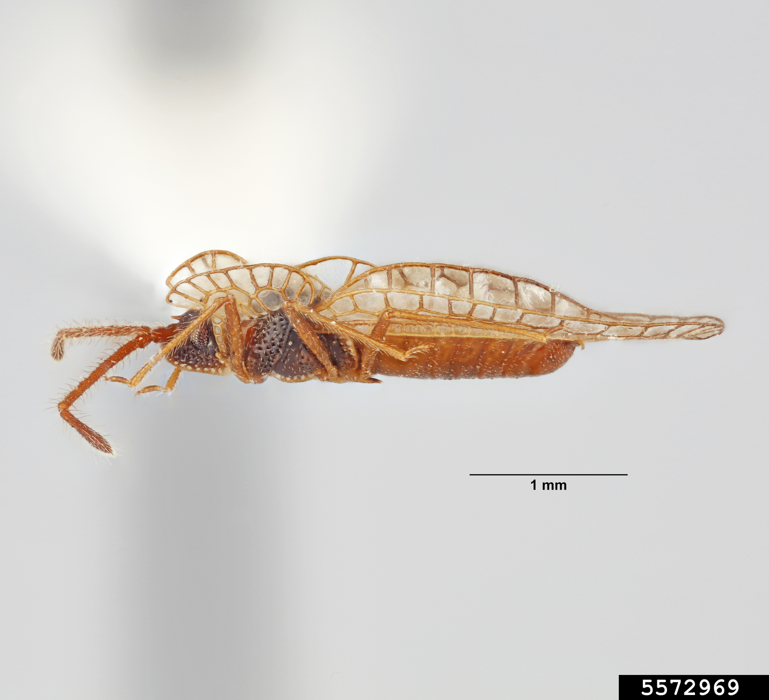 foliaceious lace bug (Derephysia foliacea (Fallén))
