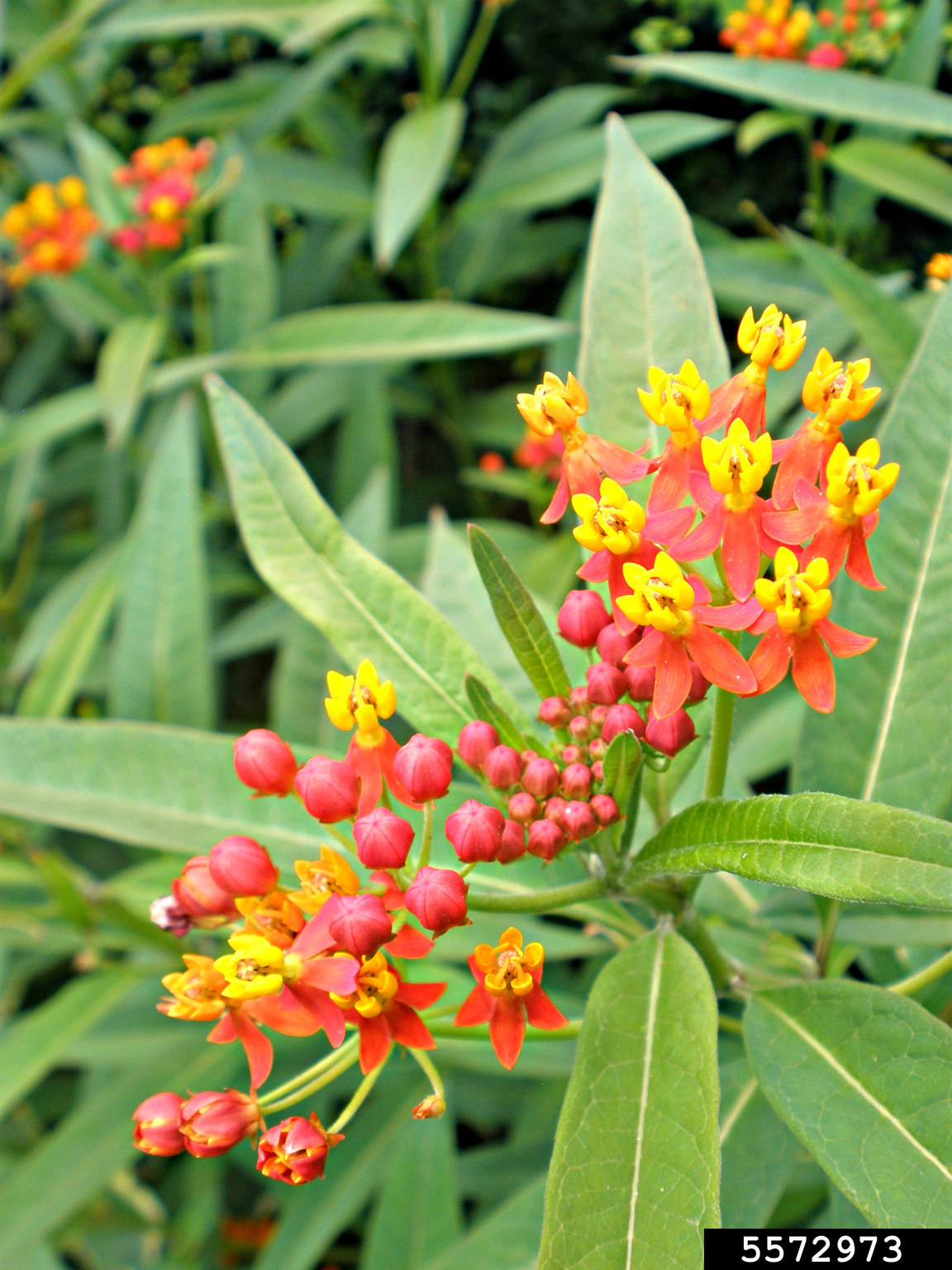 bloodflower milkweed (Asclepias curassavica L.)