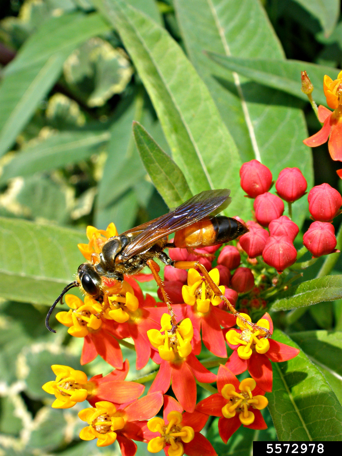 great golden digger wasp (Sphex ichneumoneus (Linnaeus))