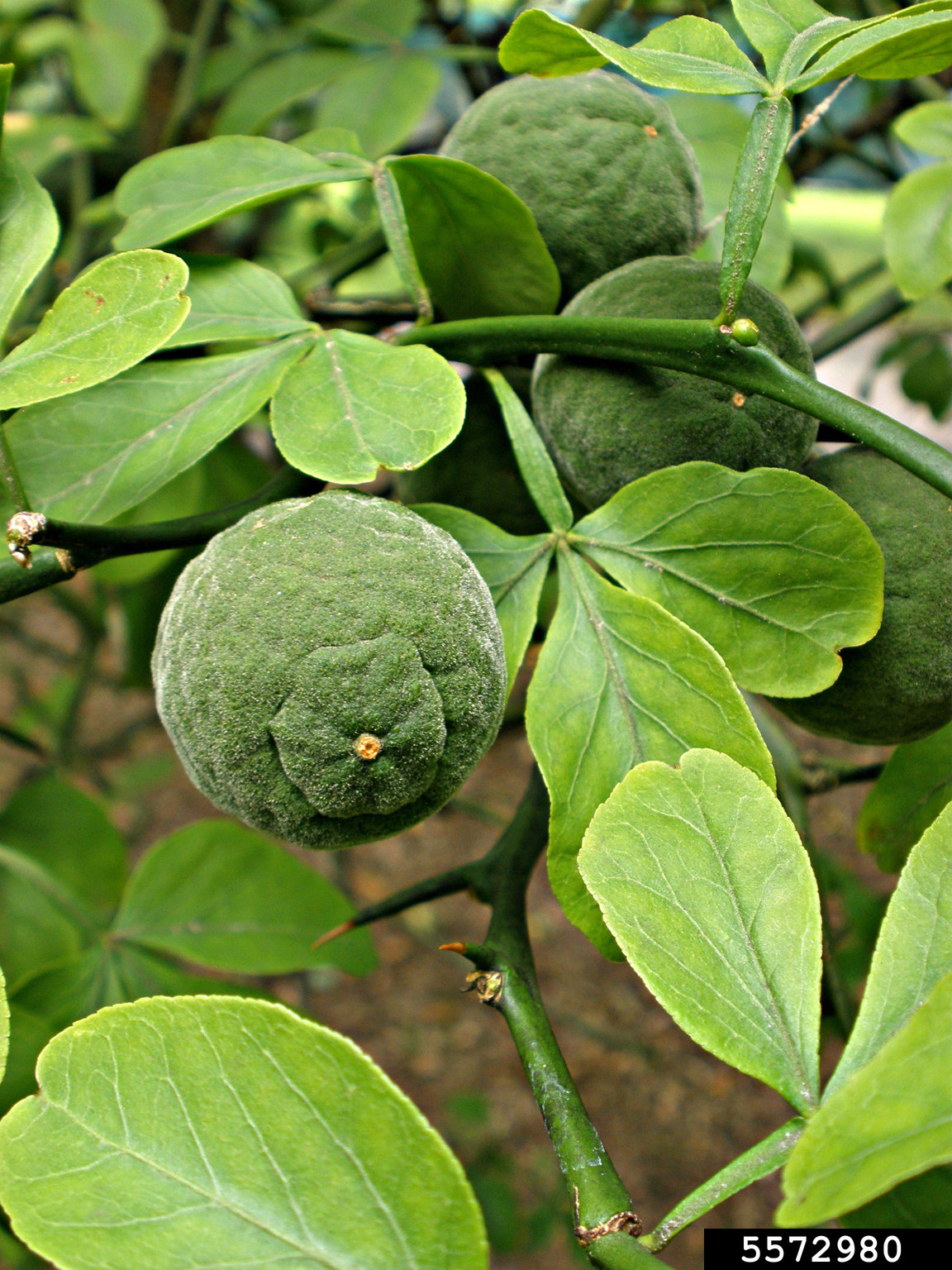 trifoliate orange (Citrus trifoliata (L.) Raf.)