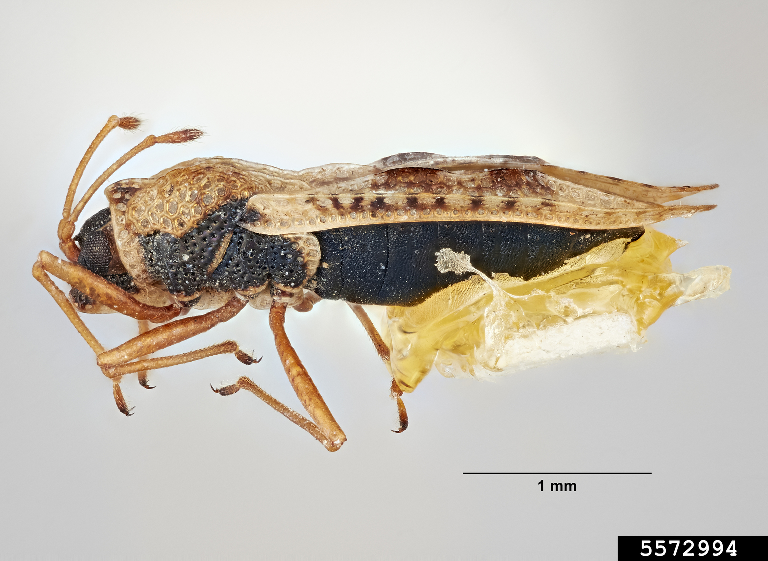 Lace bug (Dictyla convergens (Herrich-Schaeffer))