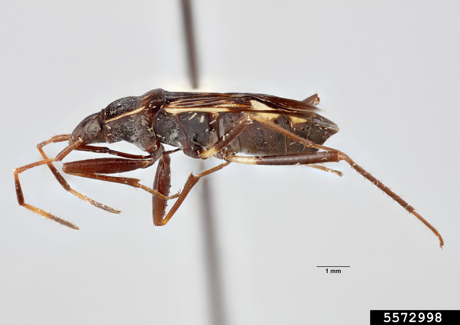 Dirt-colored seed bug (Dieuches obscuripes (Walker))