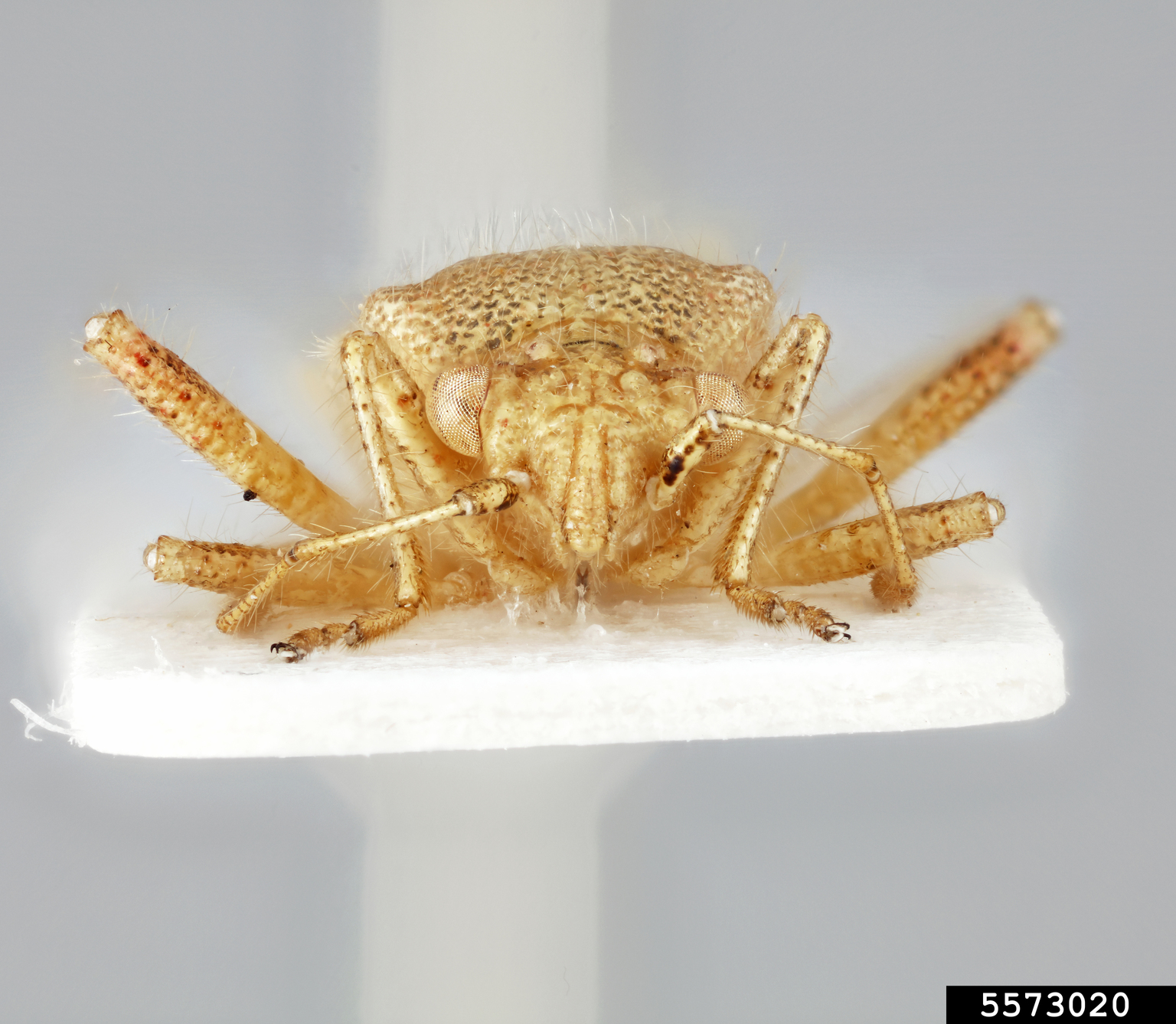 Scentless plant bug (Rhopalus lepidus Fieber)