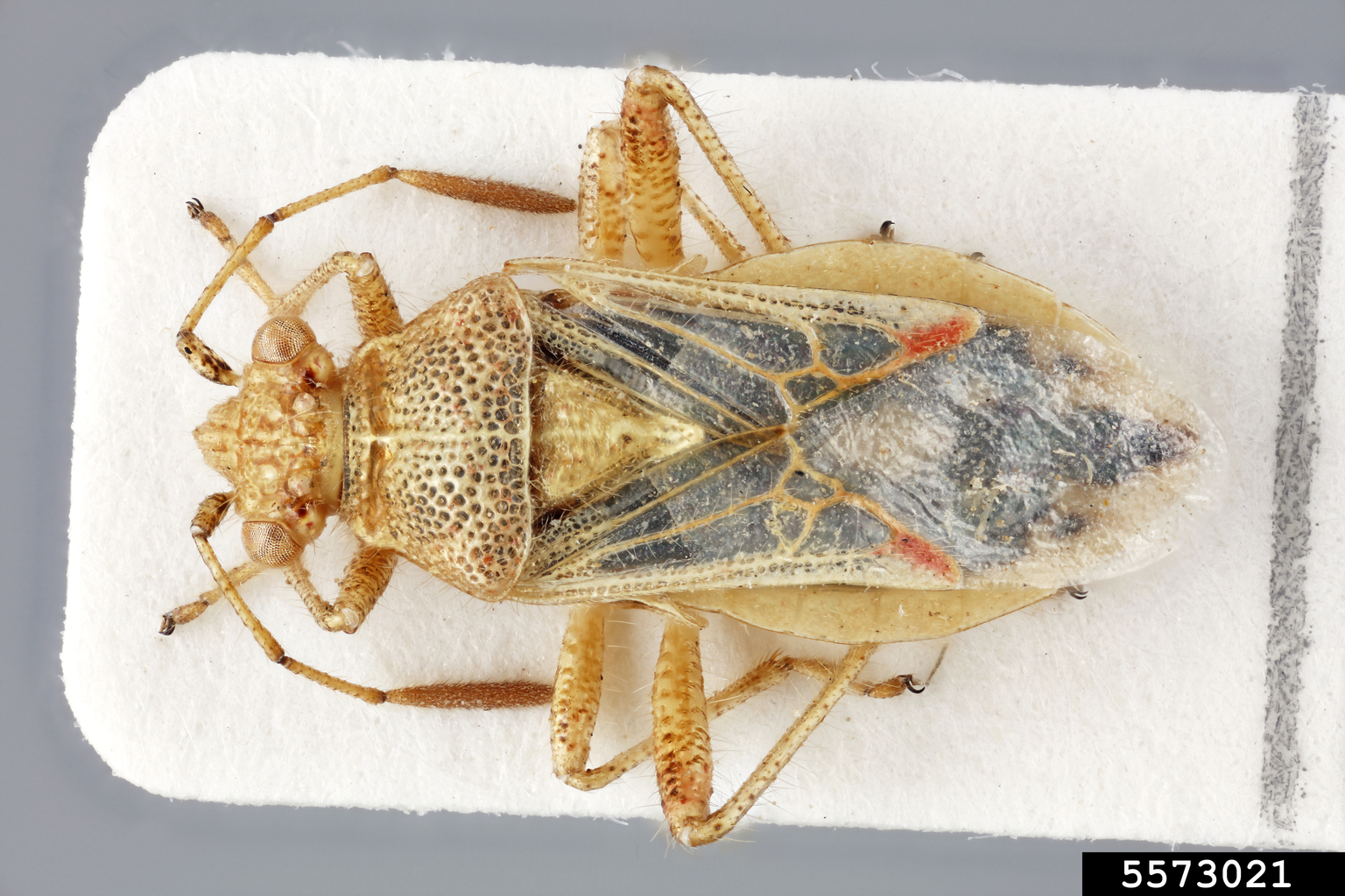 Scentless plant bug (Rhopalus lepidus)