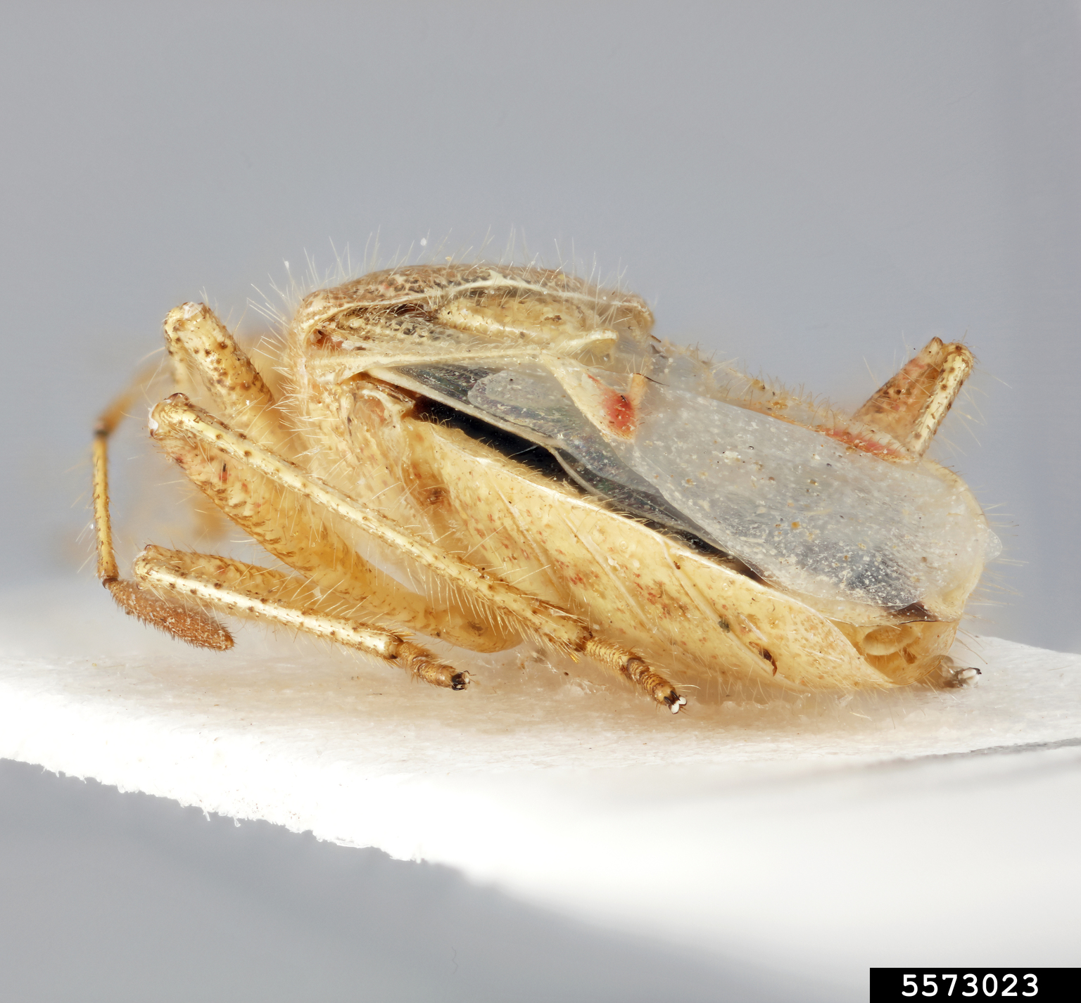 Scentless plant bug (Rhopalus lepidus)