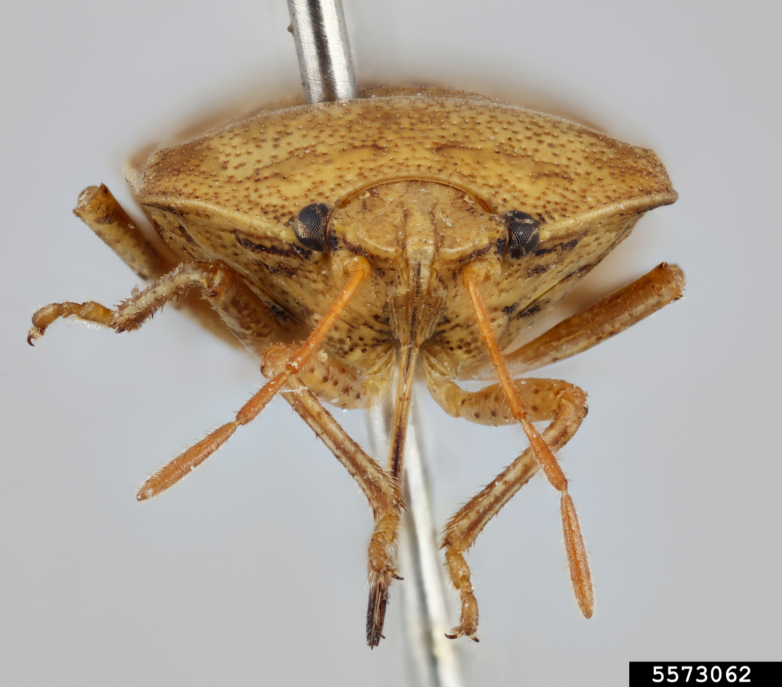 shield bug (Oenopiella unidentata)