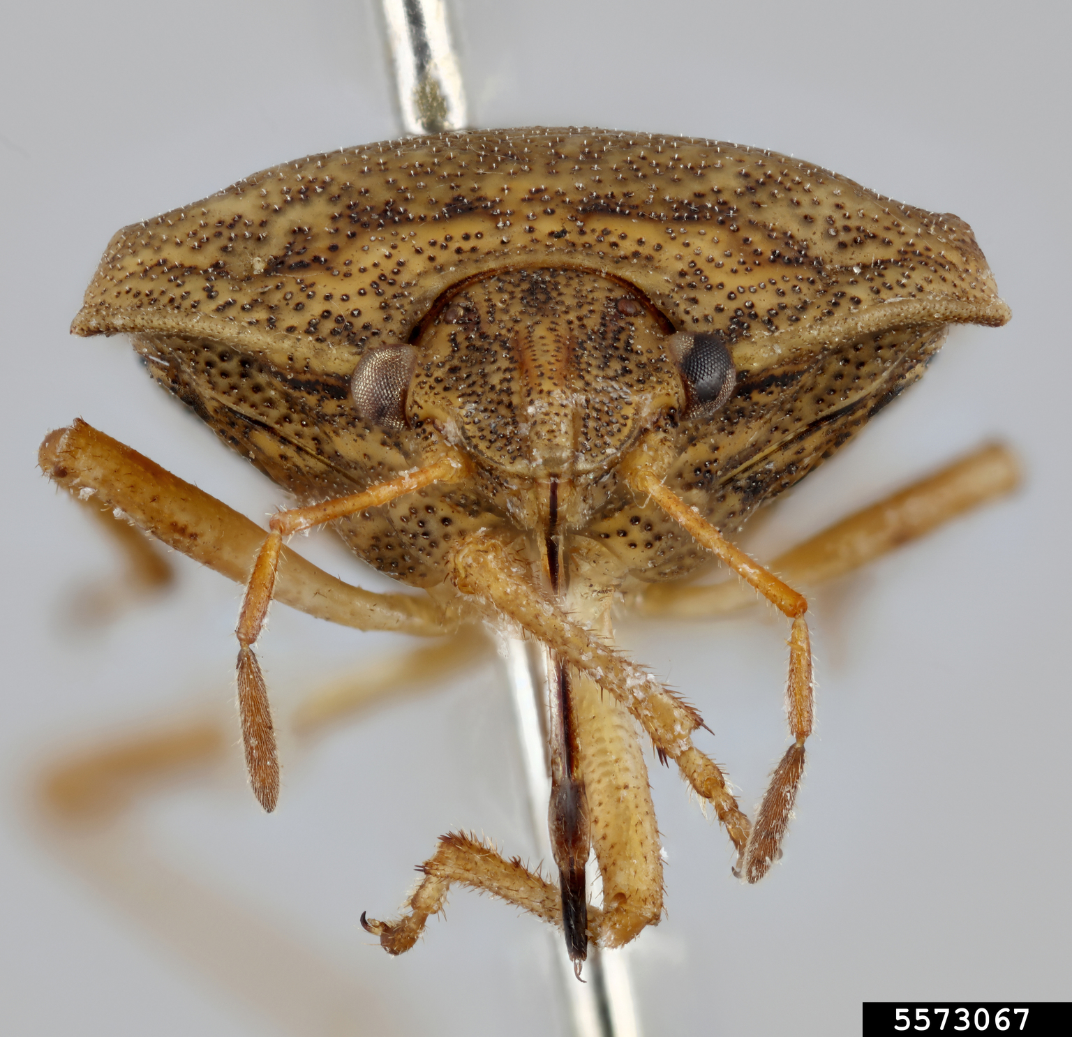 shield bug (Oenopiella unidentata (Spinola))