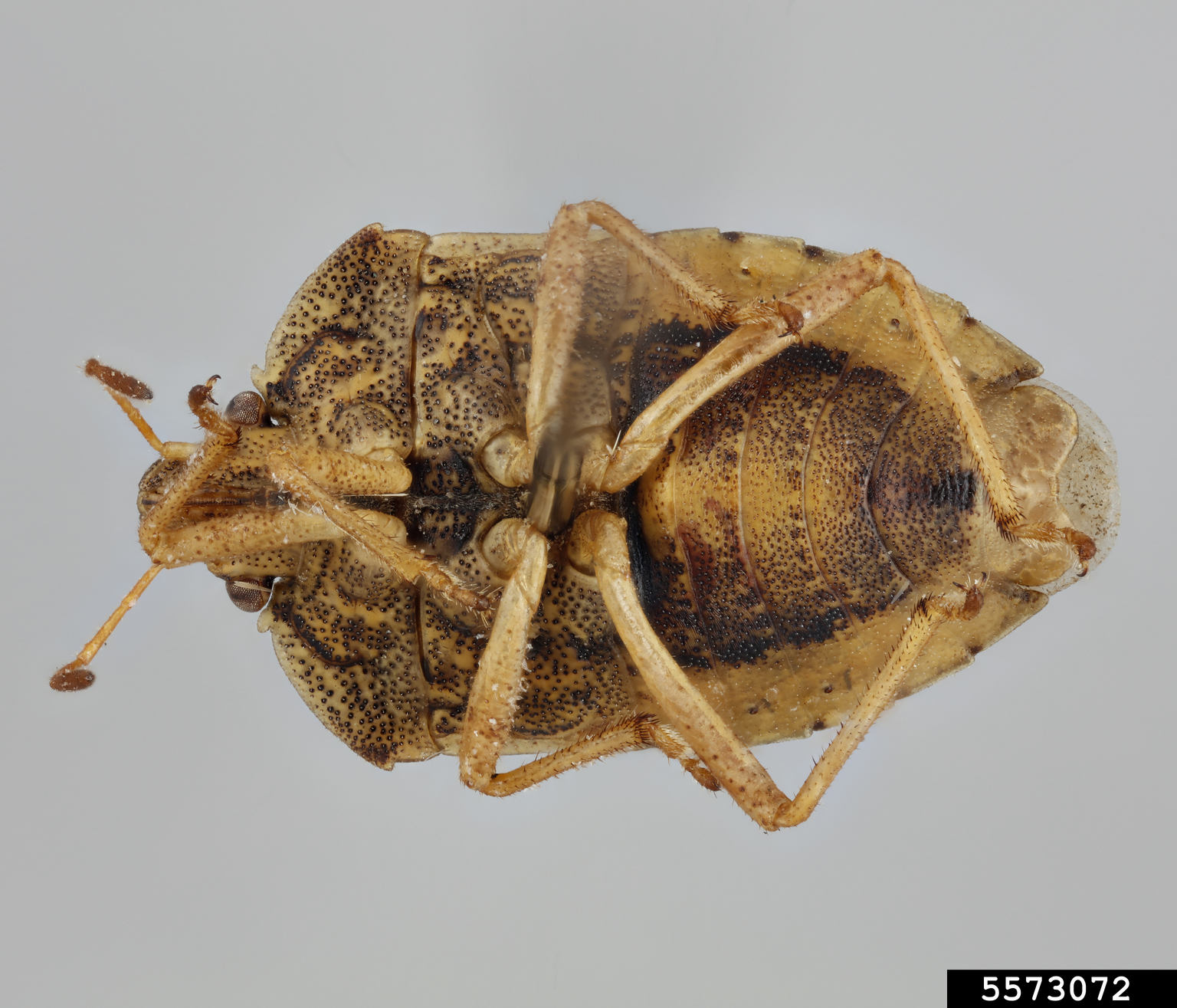 shield bug (Oenopiella unidentata)