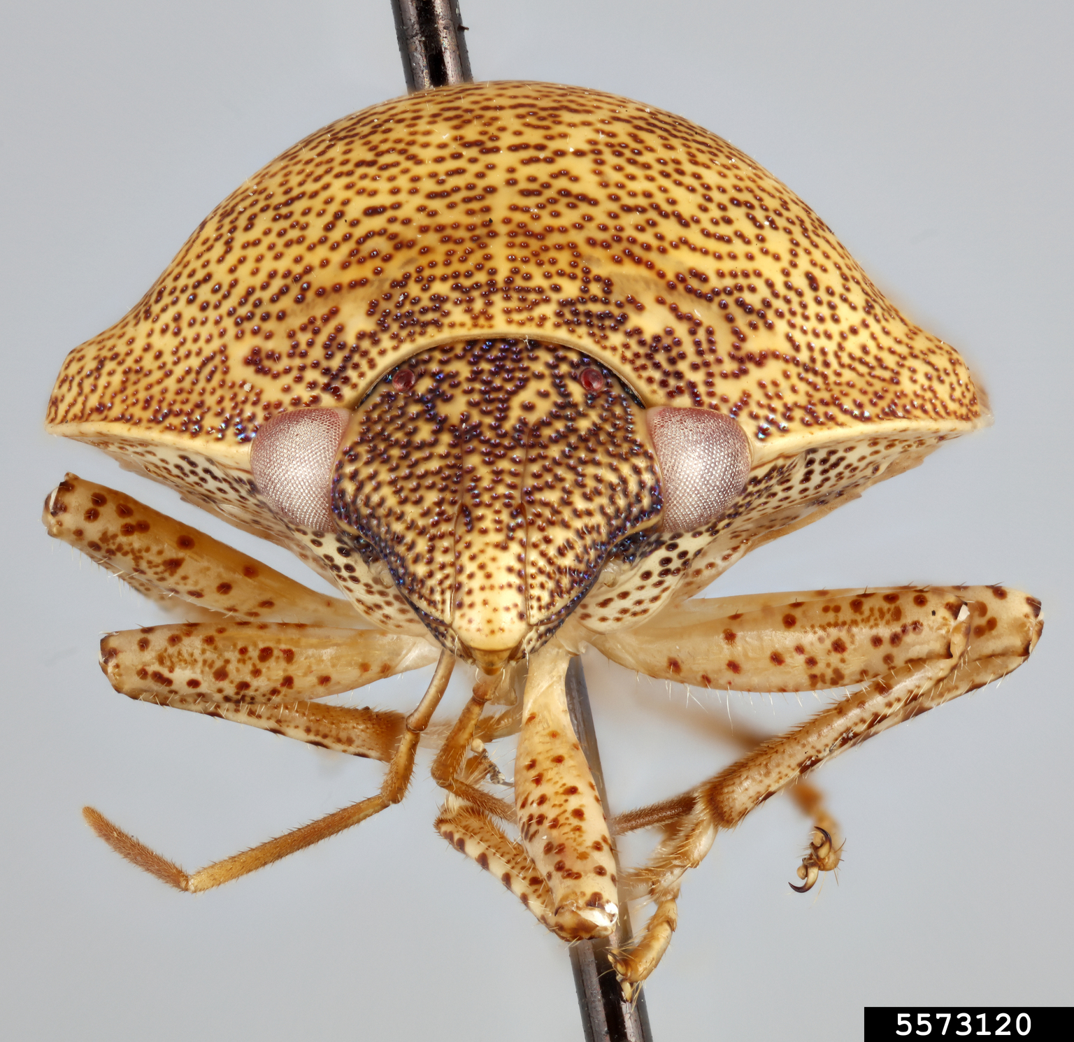 shield-backed bug (Symphylus deplanatus (Herrich-Schaffer))