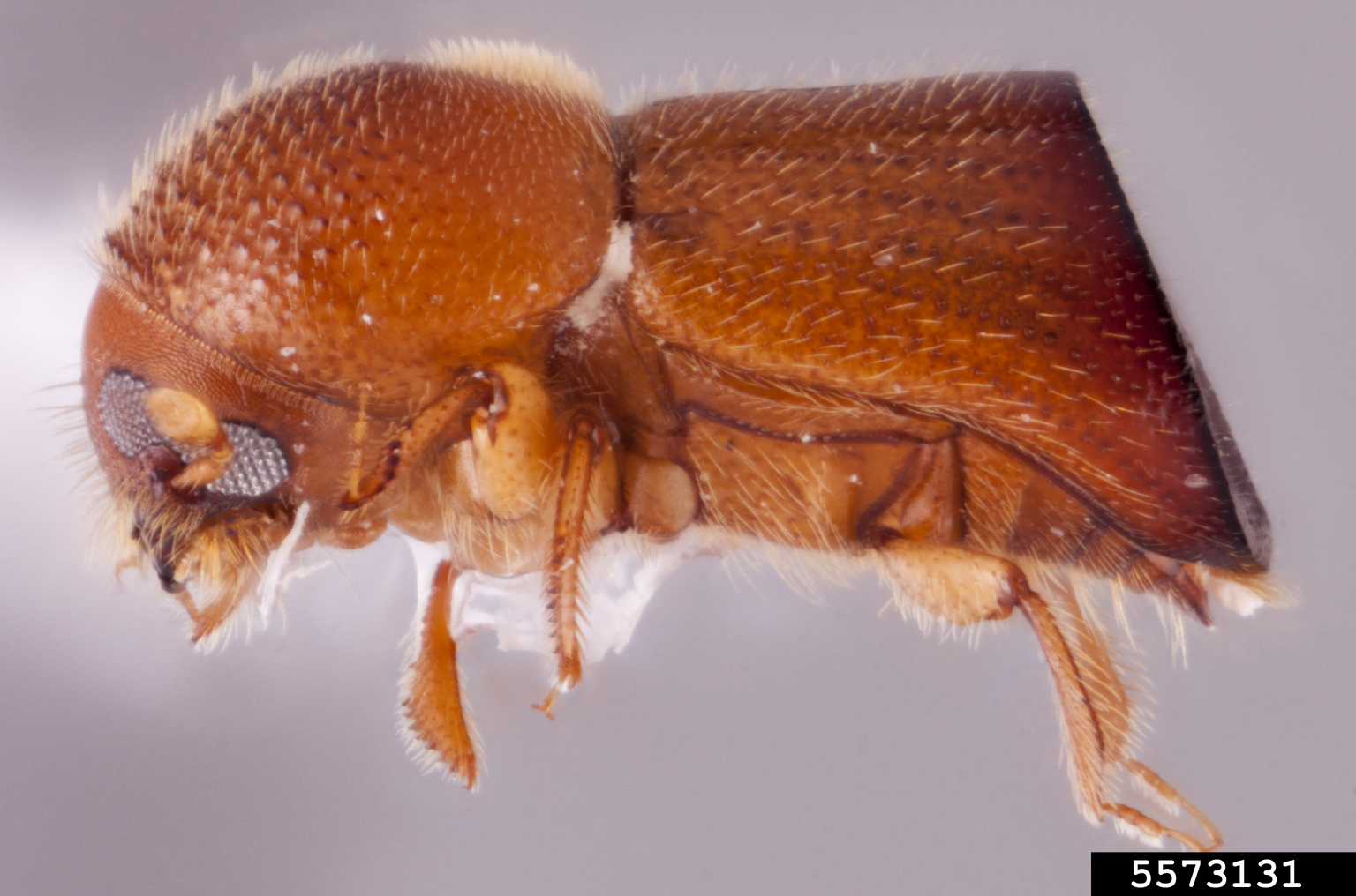 ambrosia beetle (Xylosandrus amputatus)