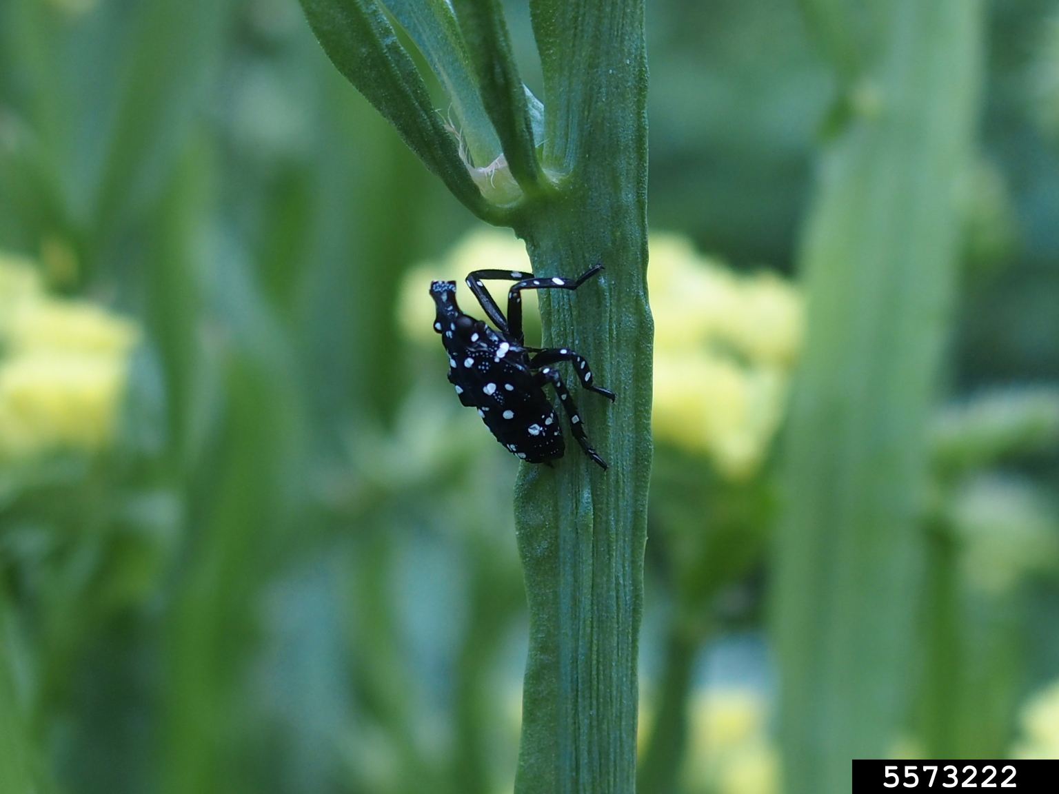 spotted lanternfly (Lycorma delicatula)