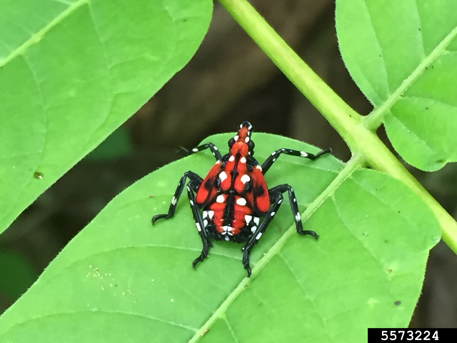 spotted lanternfly (Lycorma delicatula (White, 1845))