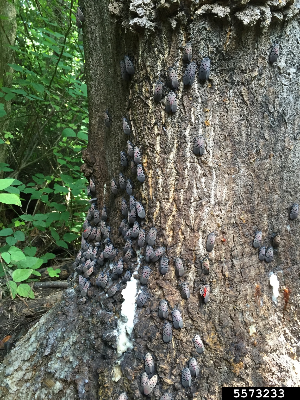 spotted lanternfly (Lycorma delicatula)