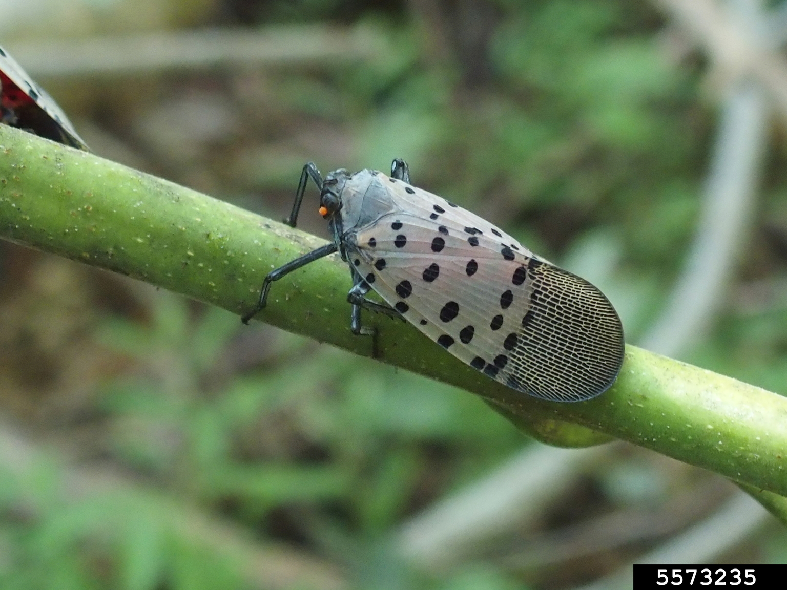 spotted lanternfly (Lycorma delicatula)
