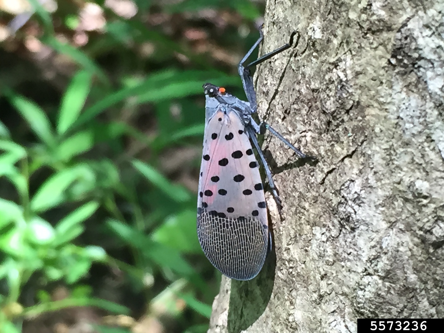 spotted lanternfly (Lycorma delicatula (White, 1845))